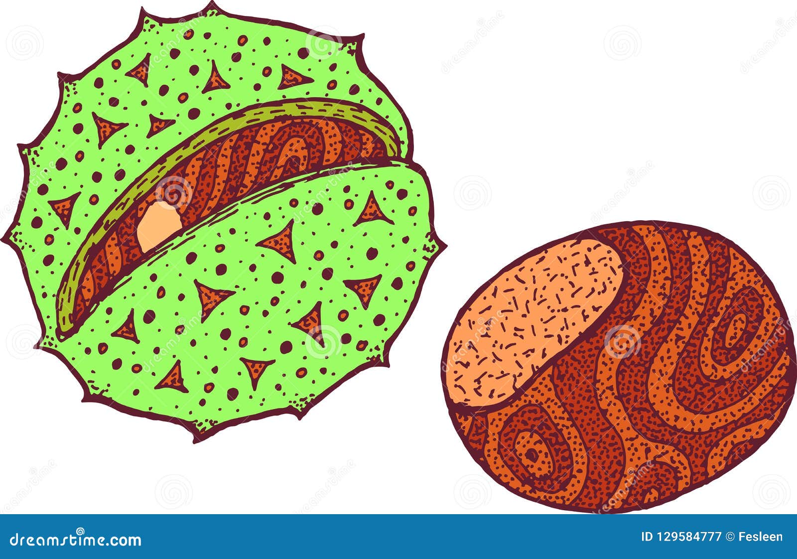 Chestnut - Colorful Graphic Line Artwork. Hand Drawn Isolated Element ...