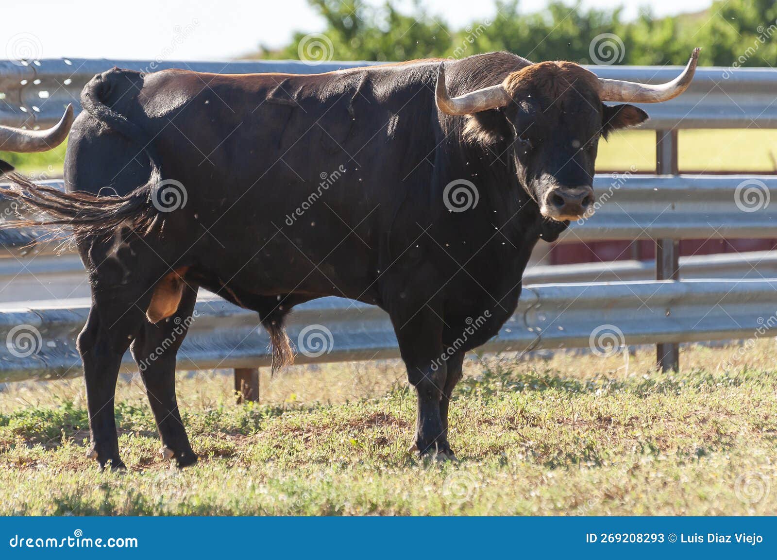 Chestnut-coloured Fighting Bull Looks in the Enclosure Stock Image ...