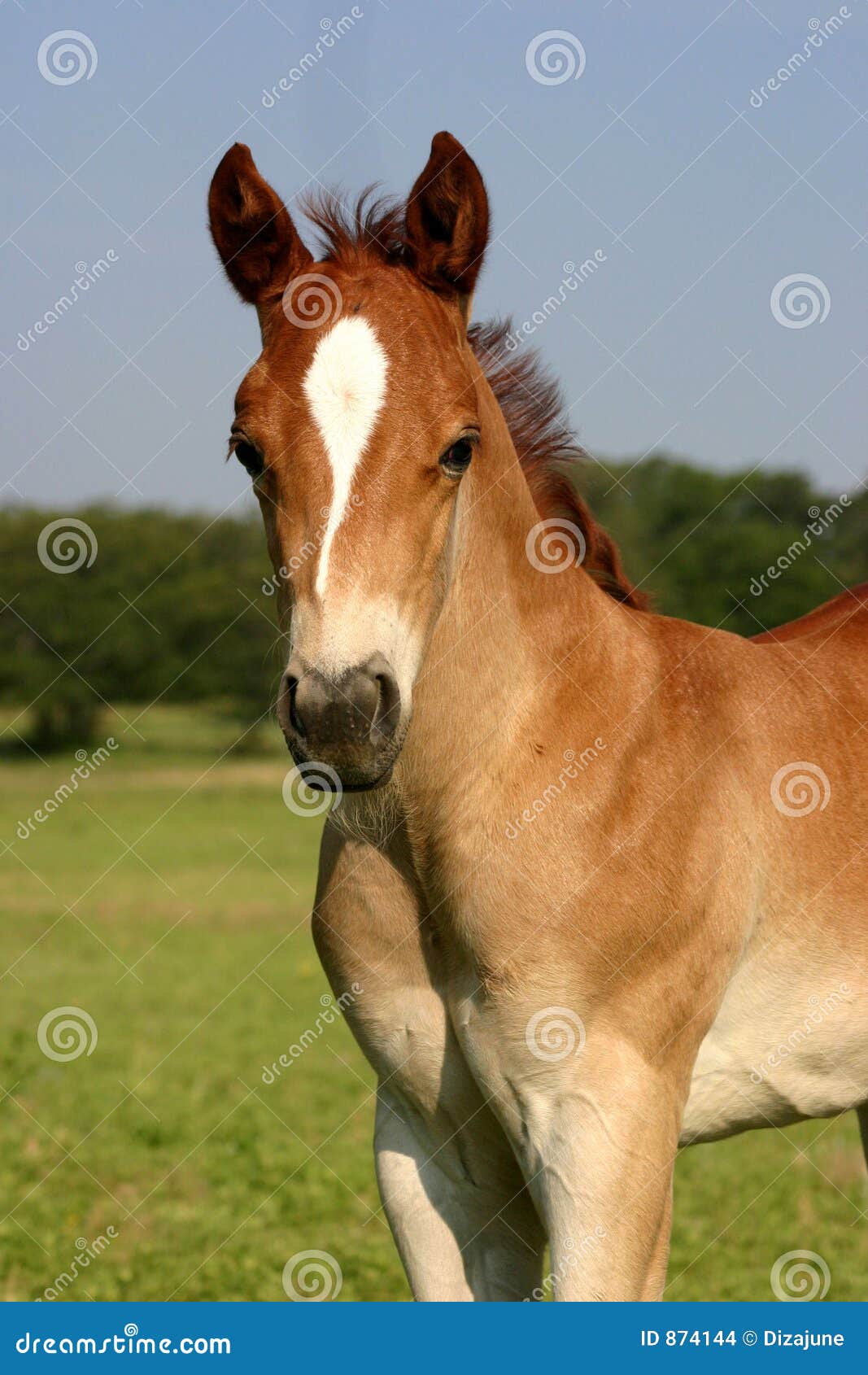 Chestnut Colt stock photo. Image of equine, ranch, portrait - 874144