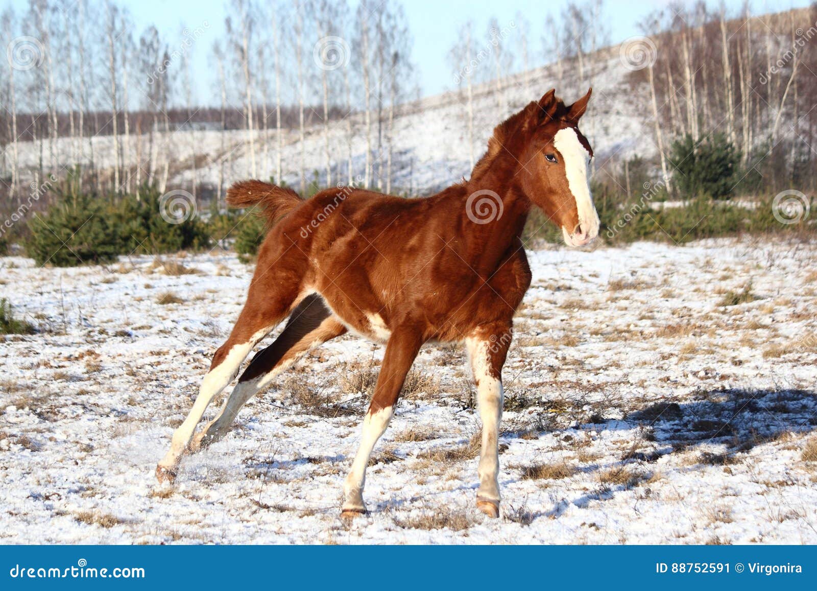 Chestnut Thoroughbred Colt