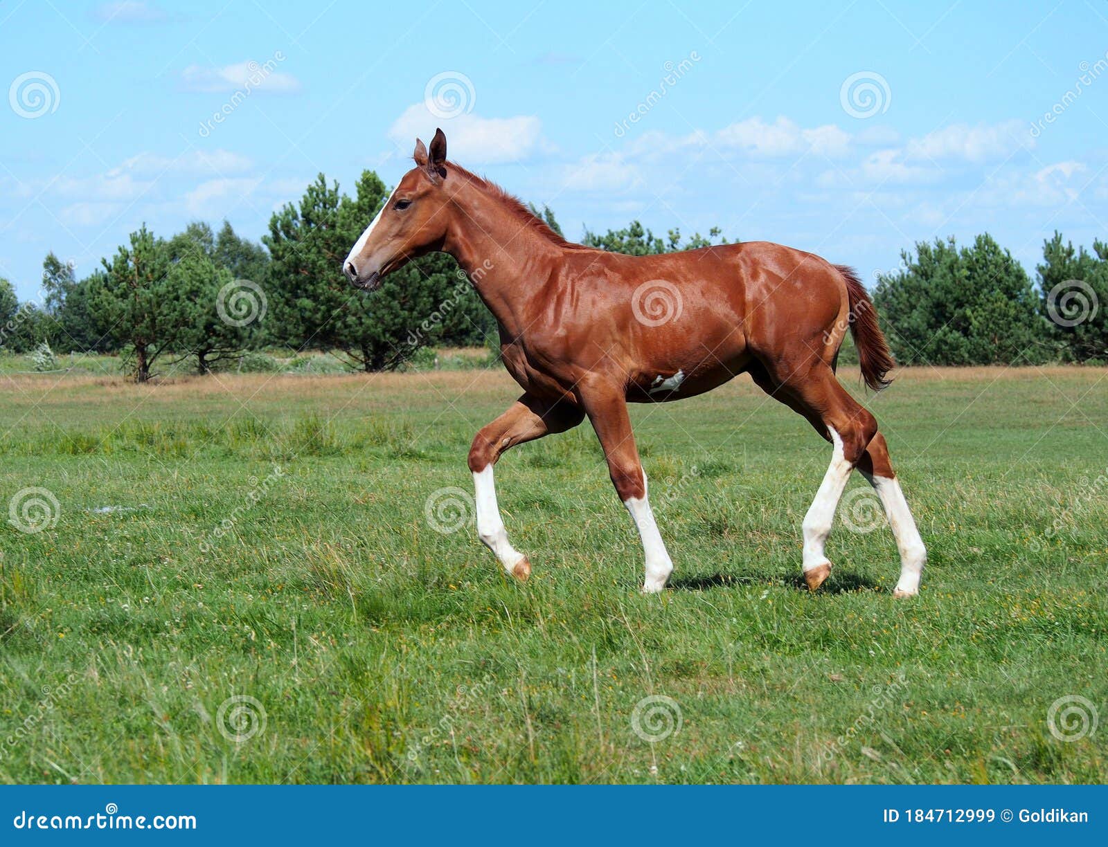 Chestnut Colt Runs through the Meadow Stock Image - Image of freedom ...