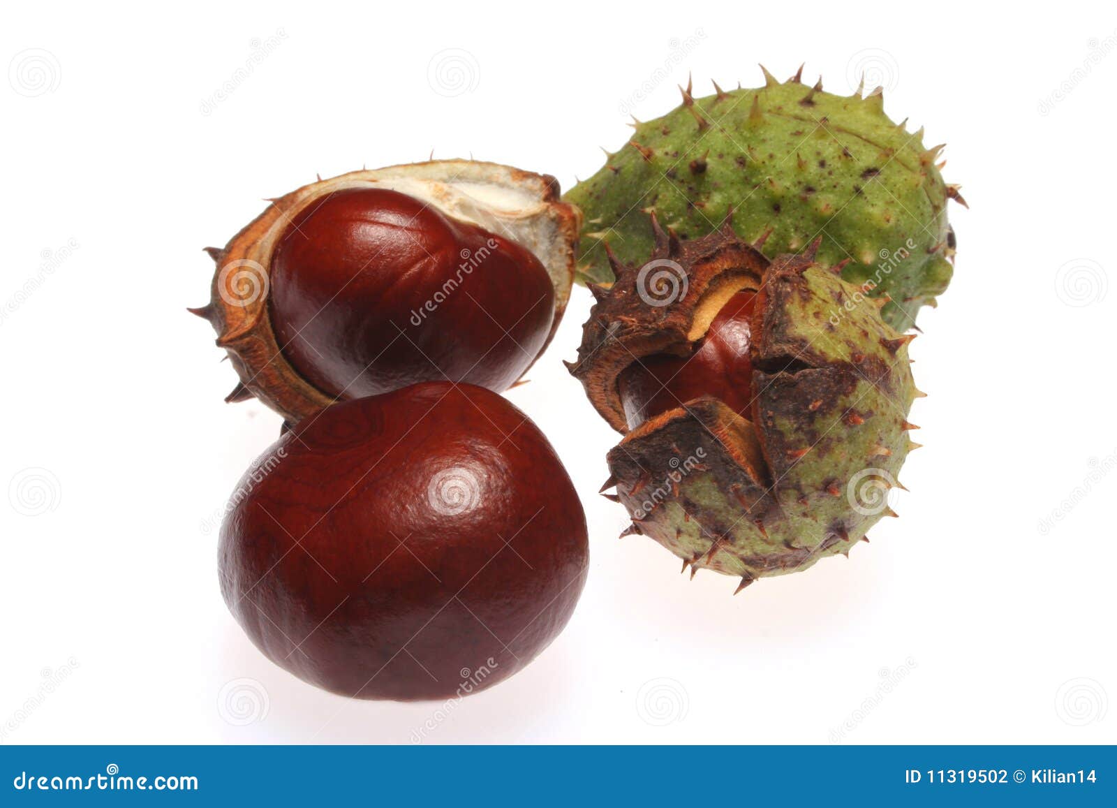 Chestnut composition stock photo. Image of open, seed - 11319502