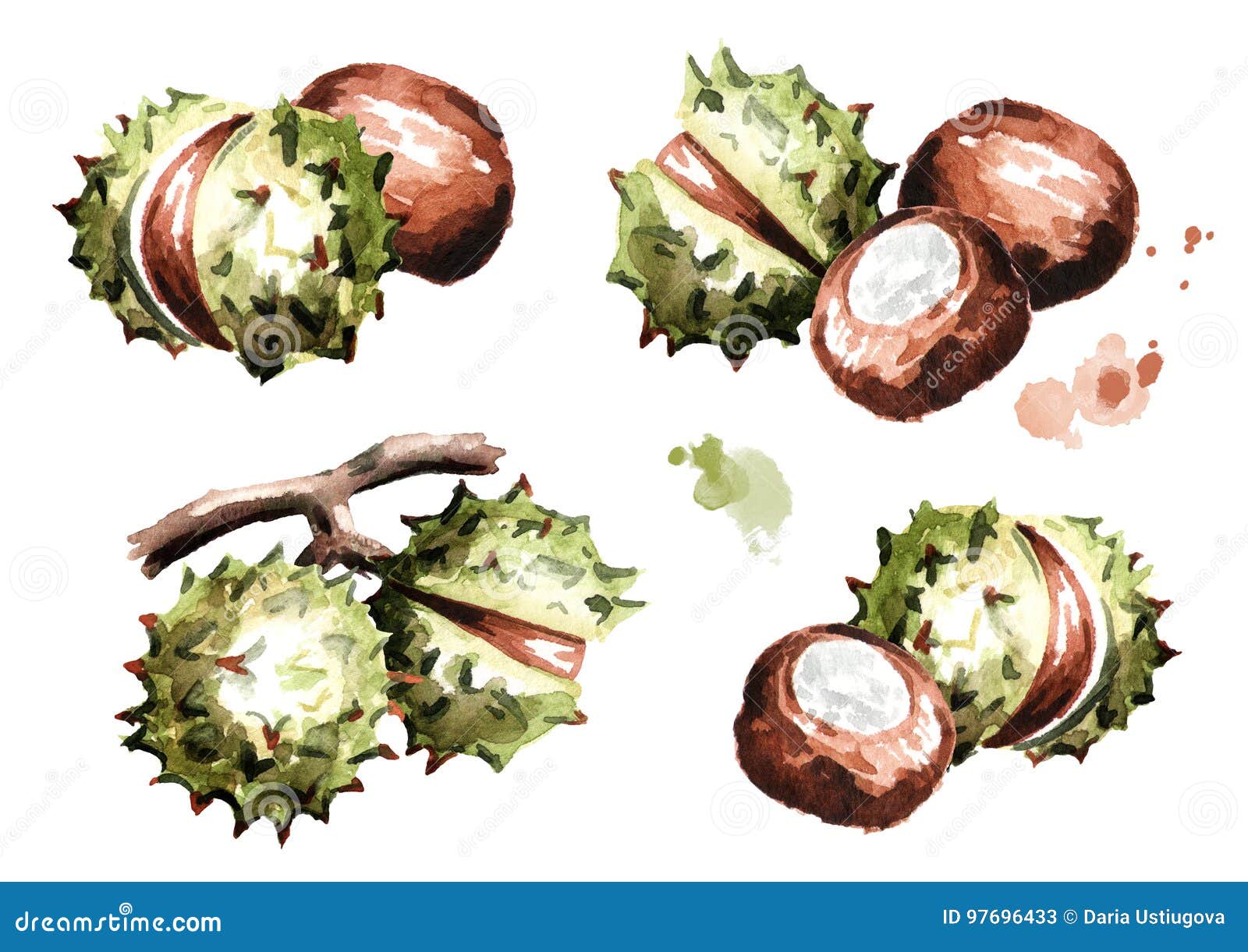 Chestnut Compositions Set. Hand-drawn Illustration Stock Illustration ...
