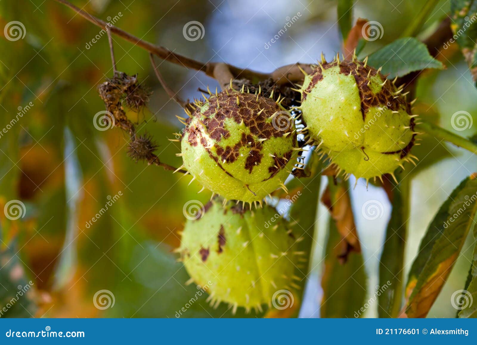 Chestnut conkers in nature stock image. Image of caltrop - 21176601