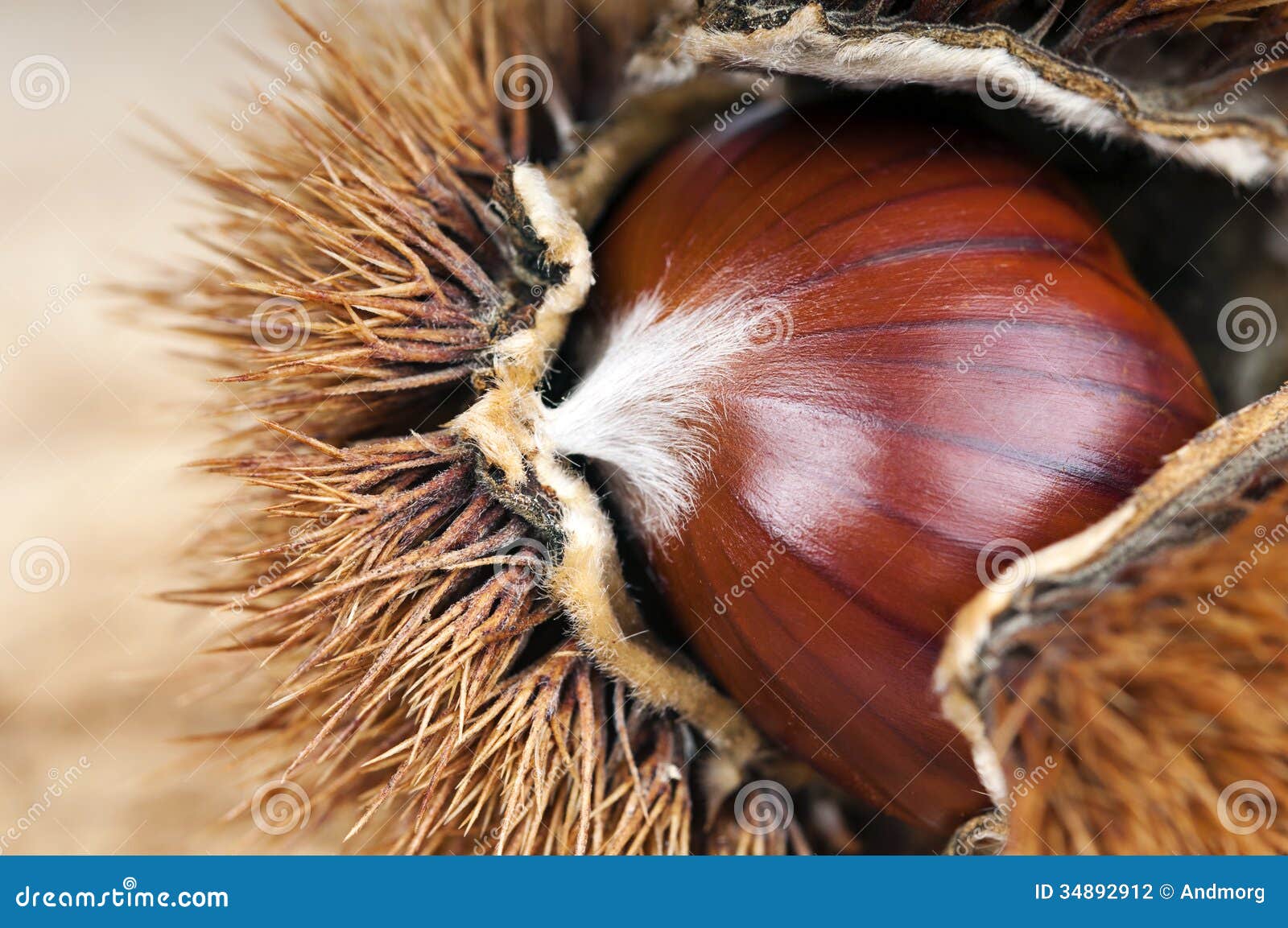 Chestnut and curly stock photo. Image of curly, decoration - 34892912