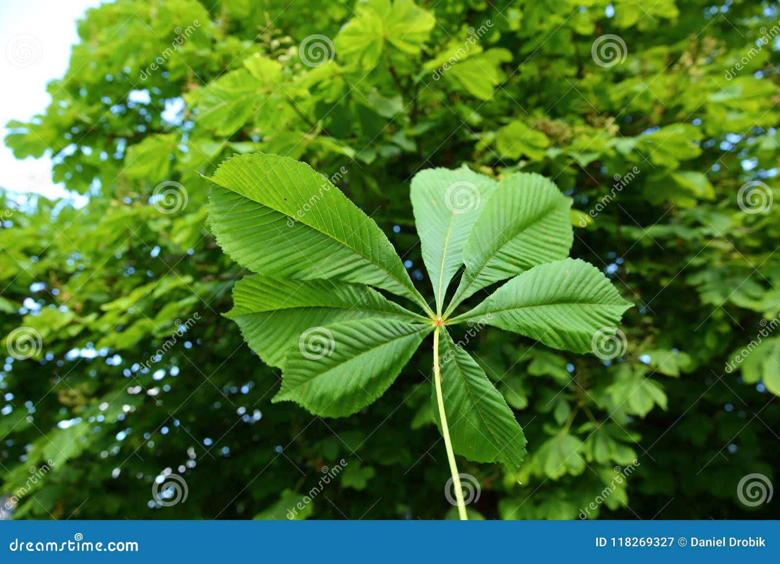 Chestnut is a Deciduous Tree with Interesting Leaves in the Shape of a ...