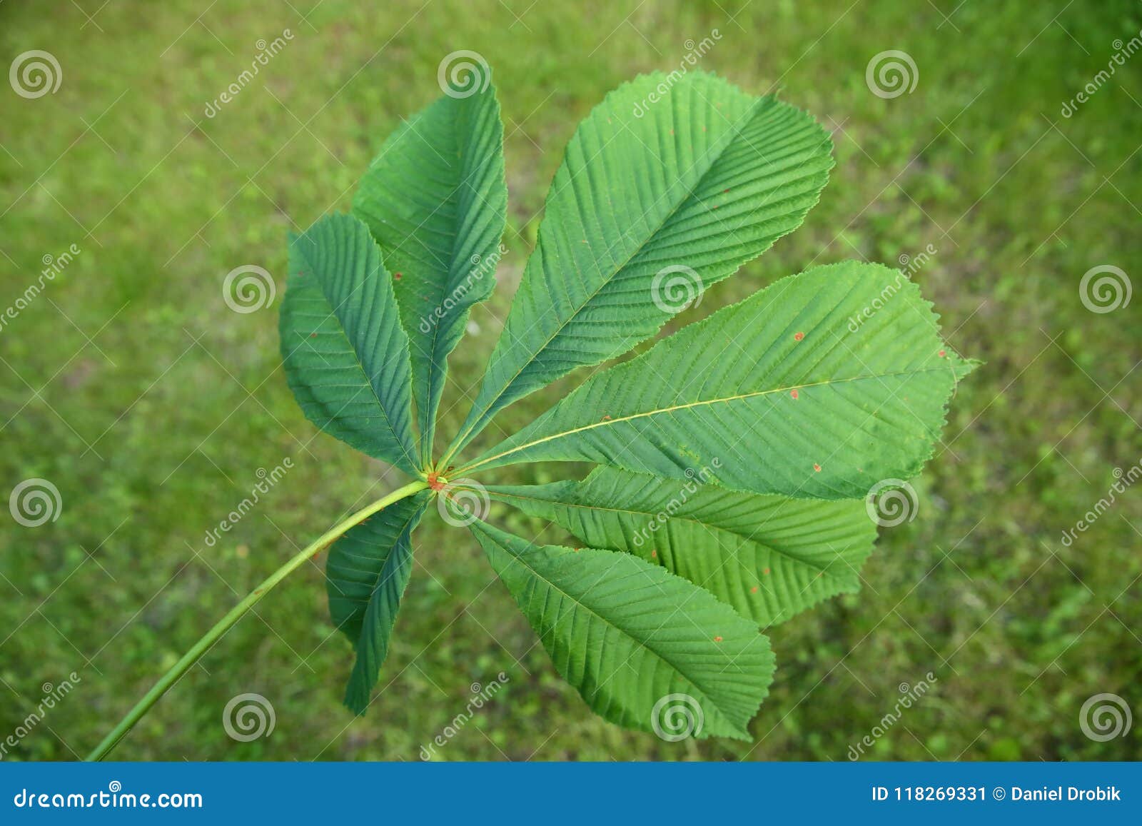 Chestnut is a Deciduous Tree with Interesting Leaves in the Shape of a ...
