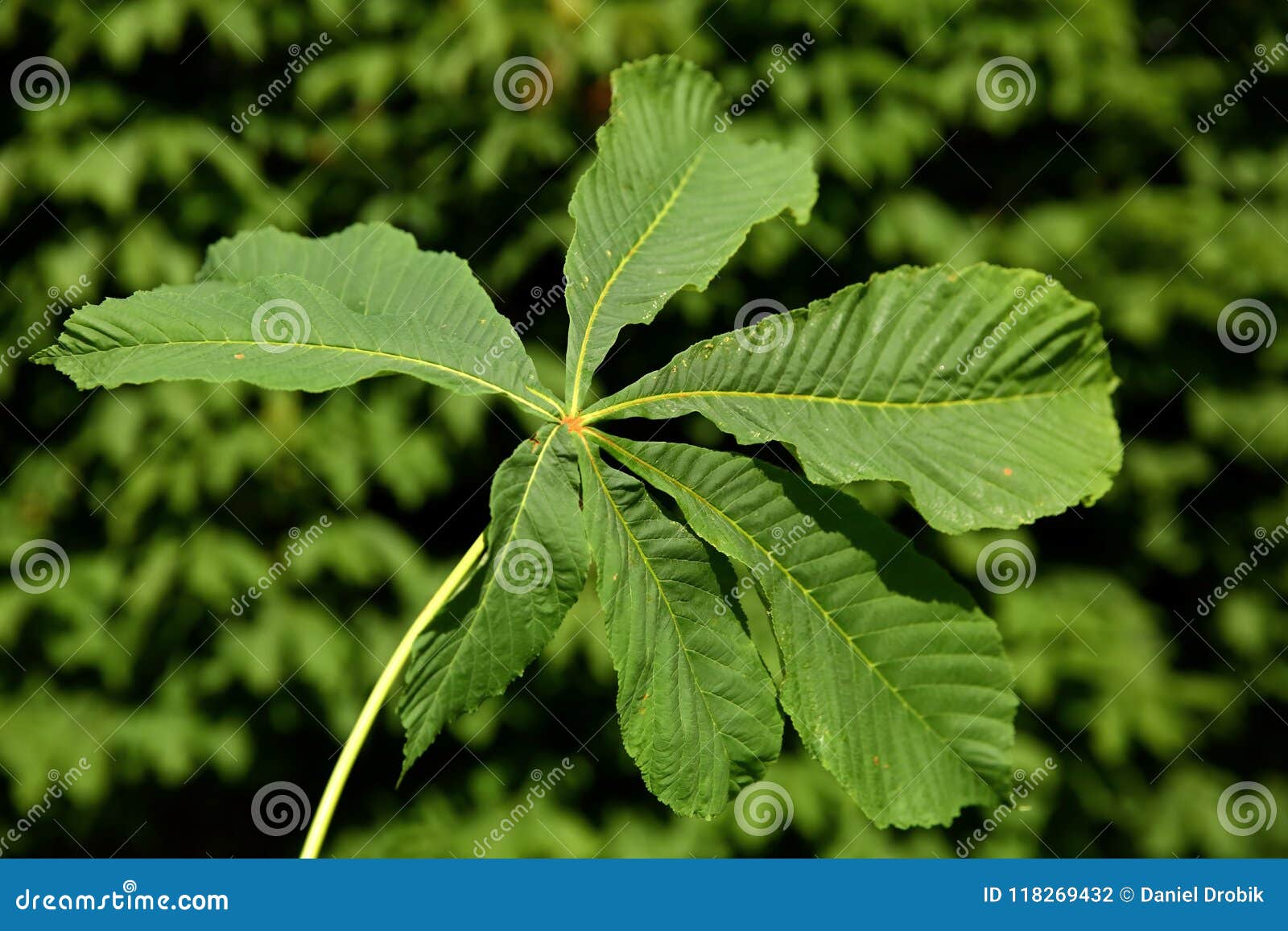 Chestnut is a Deciduous Tree with Interesting Leaves in the Shape of a ...
