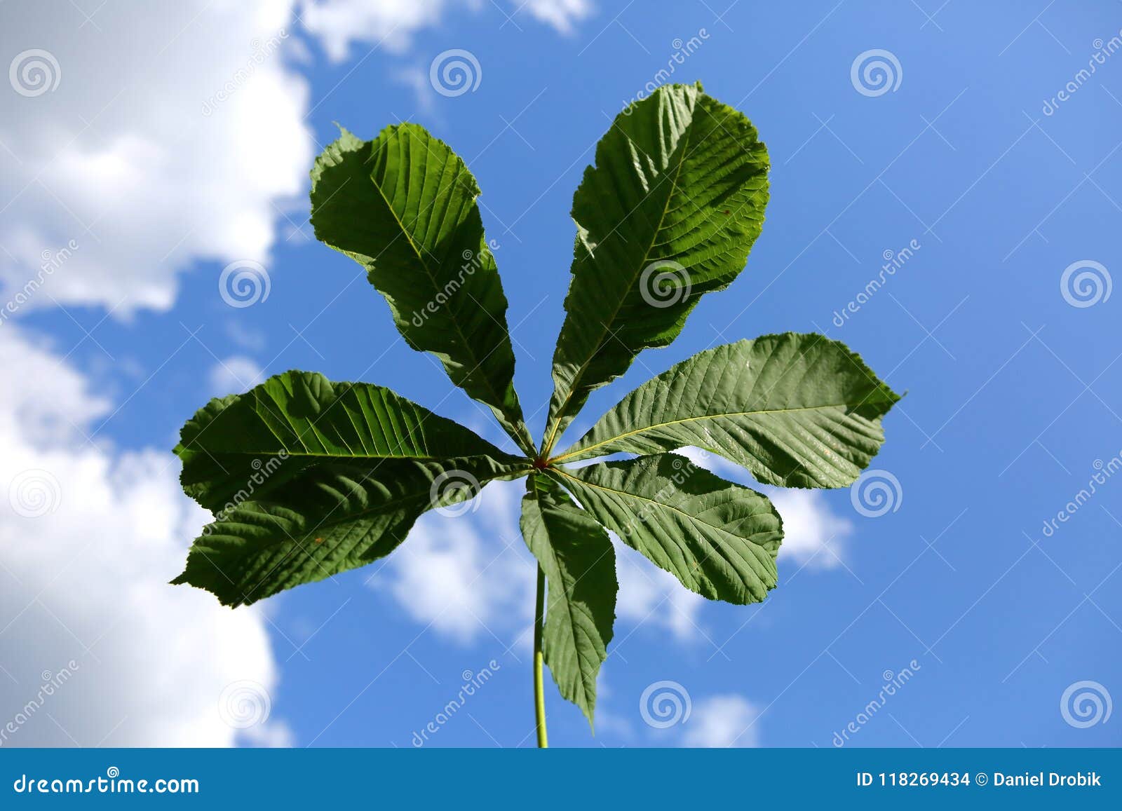Chestnut is a Deciduous Tree with Interesting Leaves in the Shape of a ...