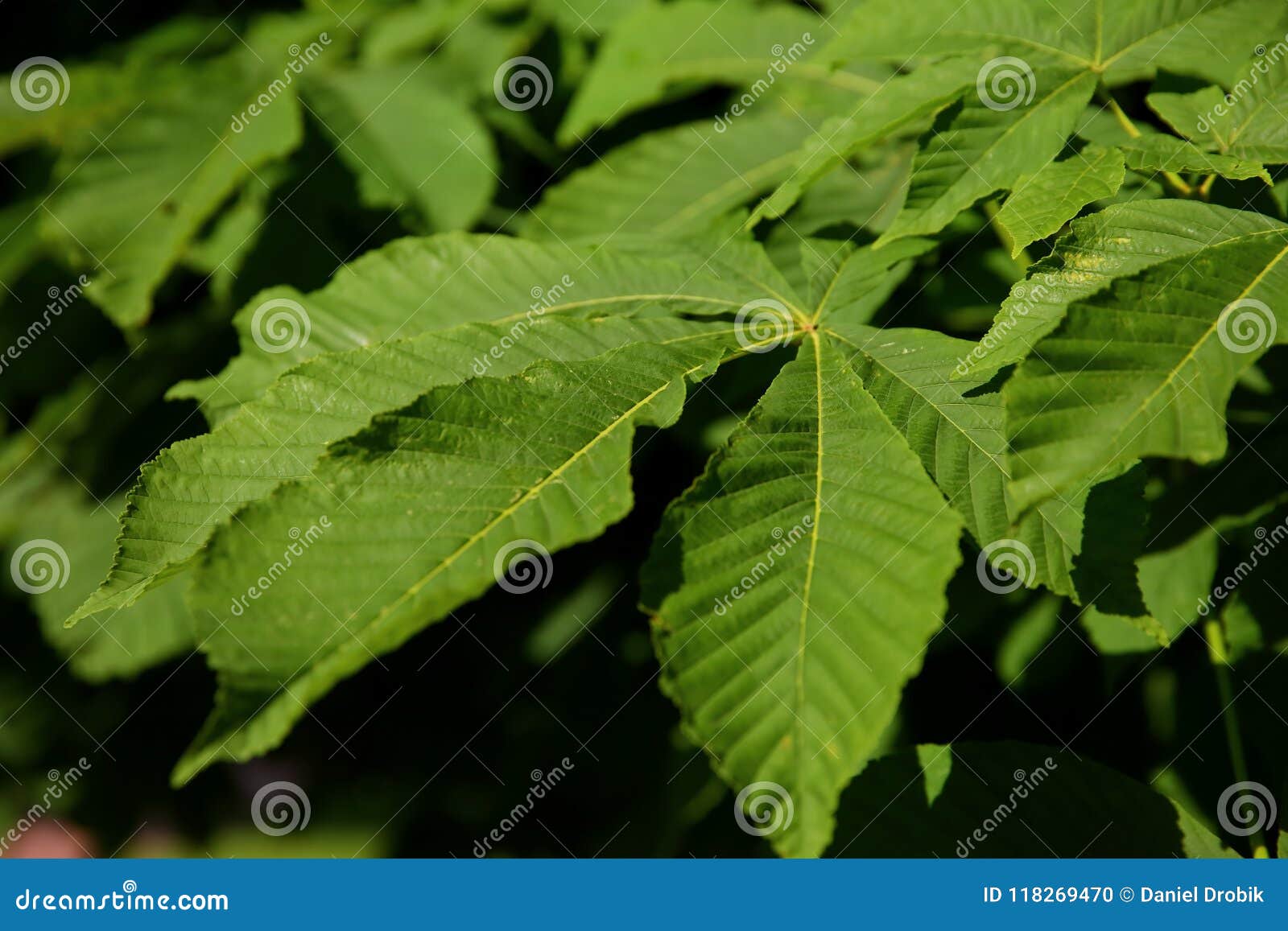Chestnut is a Deciduous Tree with Interesting Leaves in the Shape of a ...