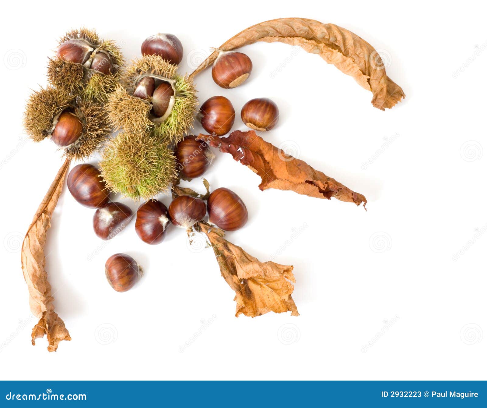 Chestnut design stock image. Image of fall, fruit, greenery - 2932223
