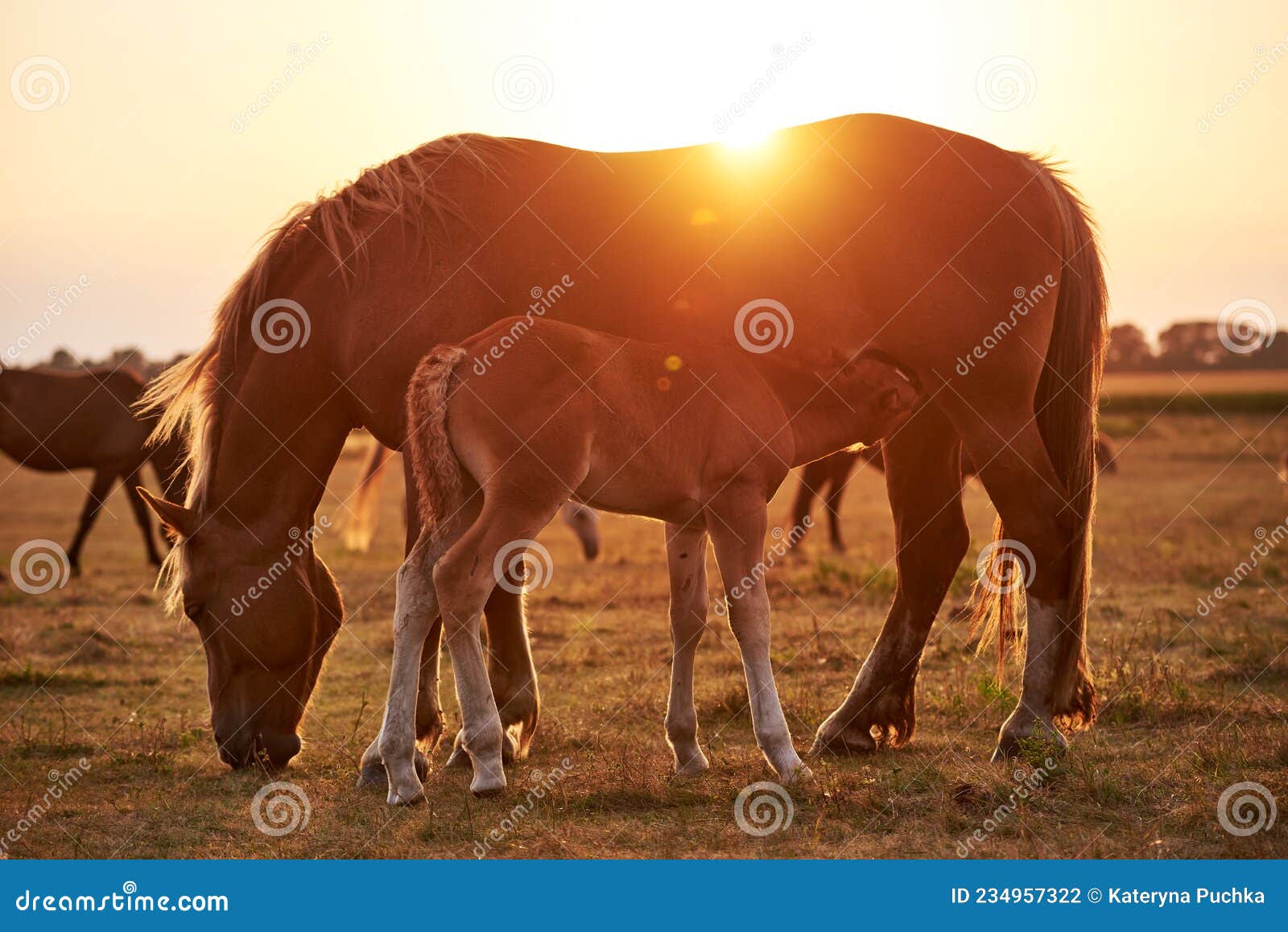 A Chestnut Draft Foal Drinking Milk, Standing on a Meadow in the ...