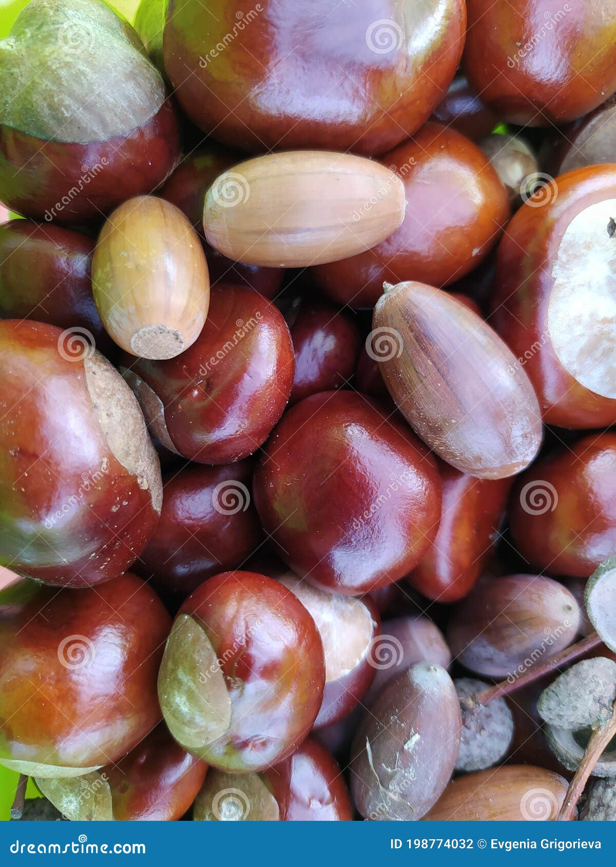 Chestnut and Dried Acorns Background Stock Photo - Image of berry ...
