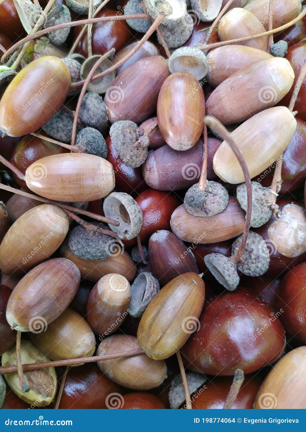 Chestnut and Dried Acorns Background Stock Photo - Image of food ...