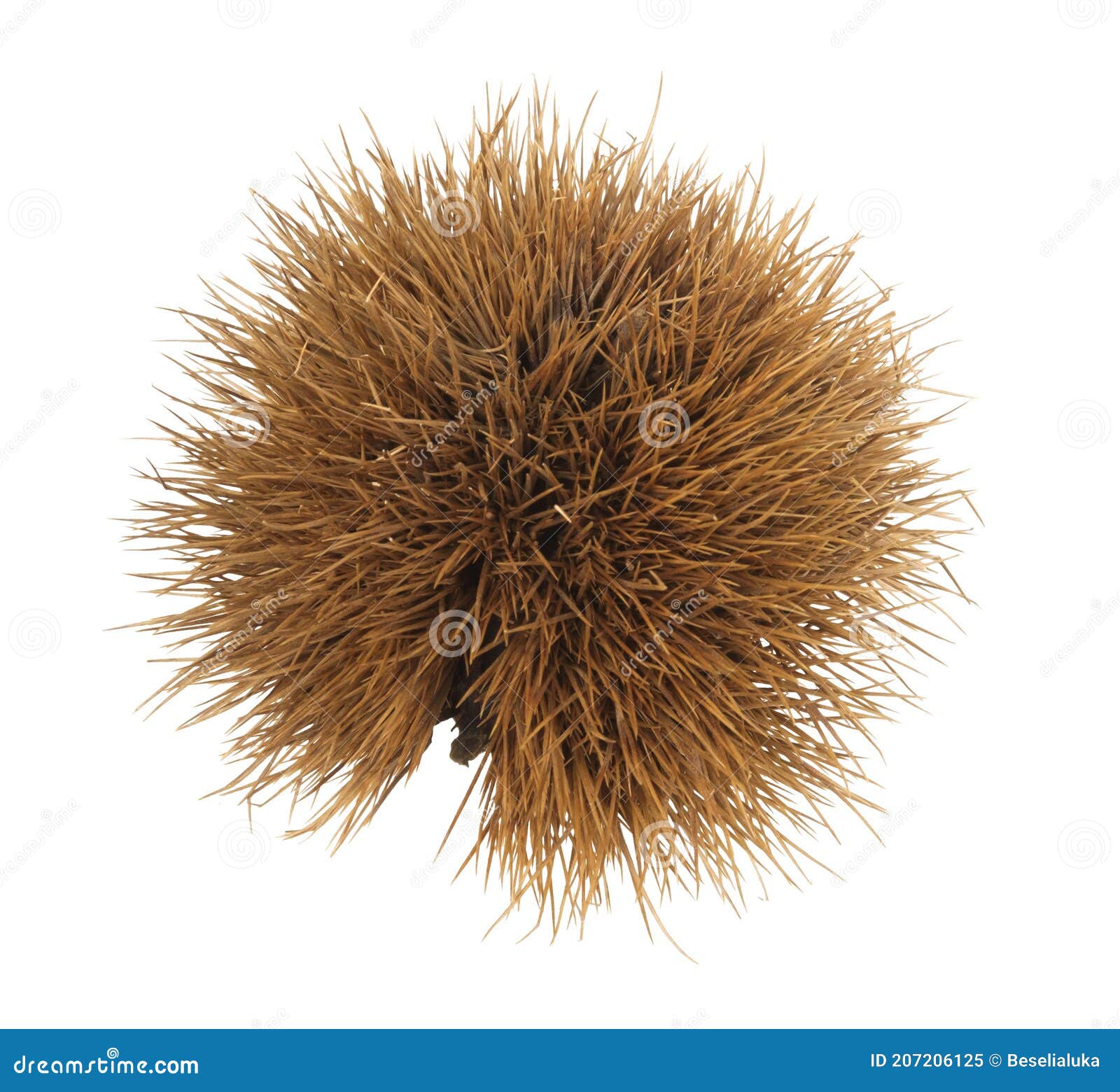 Chestnut dried spiky shell stock image. Image of fall - 207206125