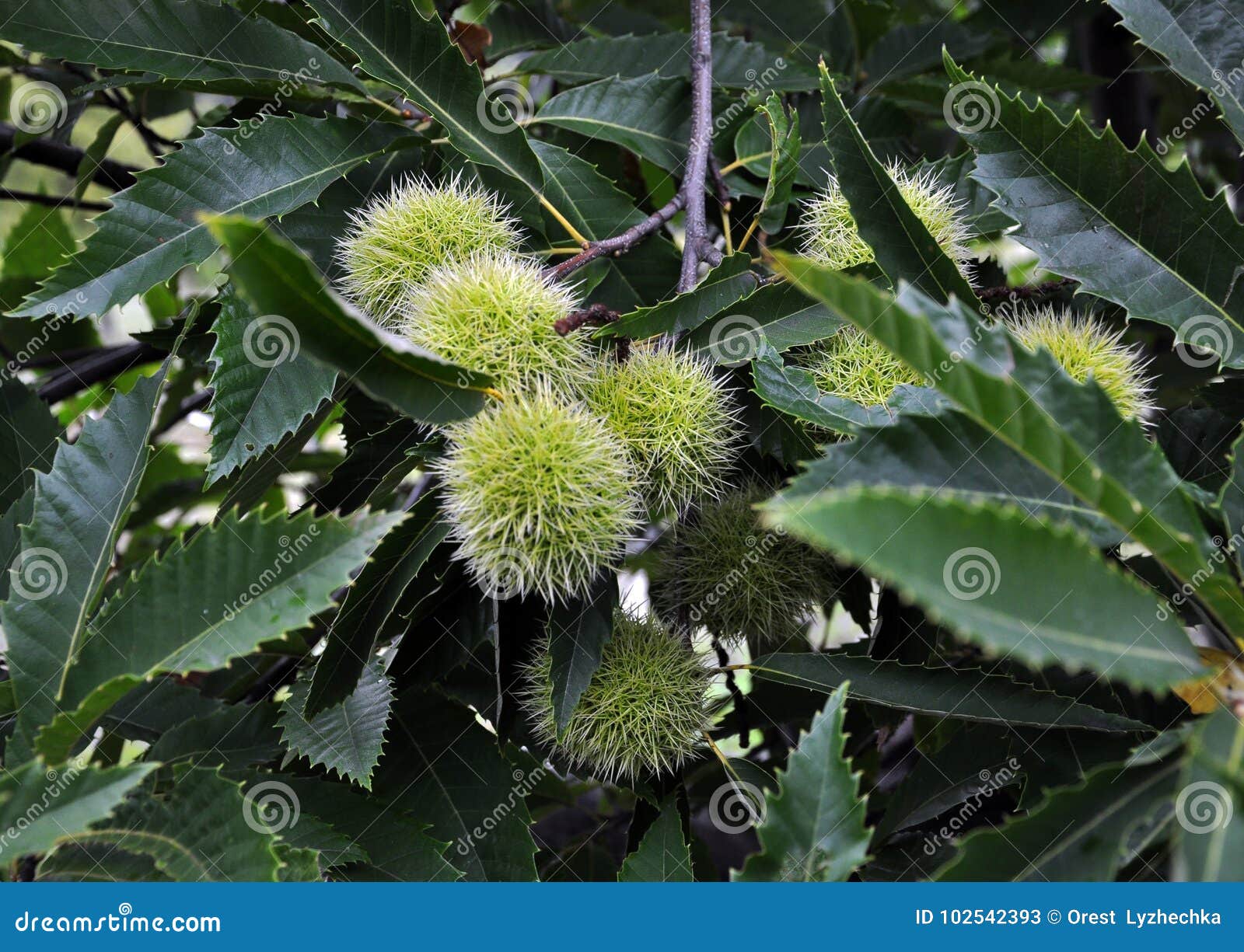 Chestnut is Edible in a Prickly Plush Stock Image - Image of tree, wood ...