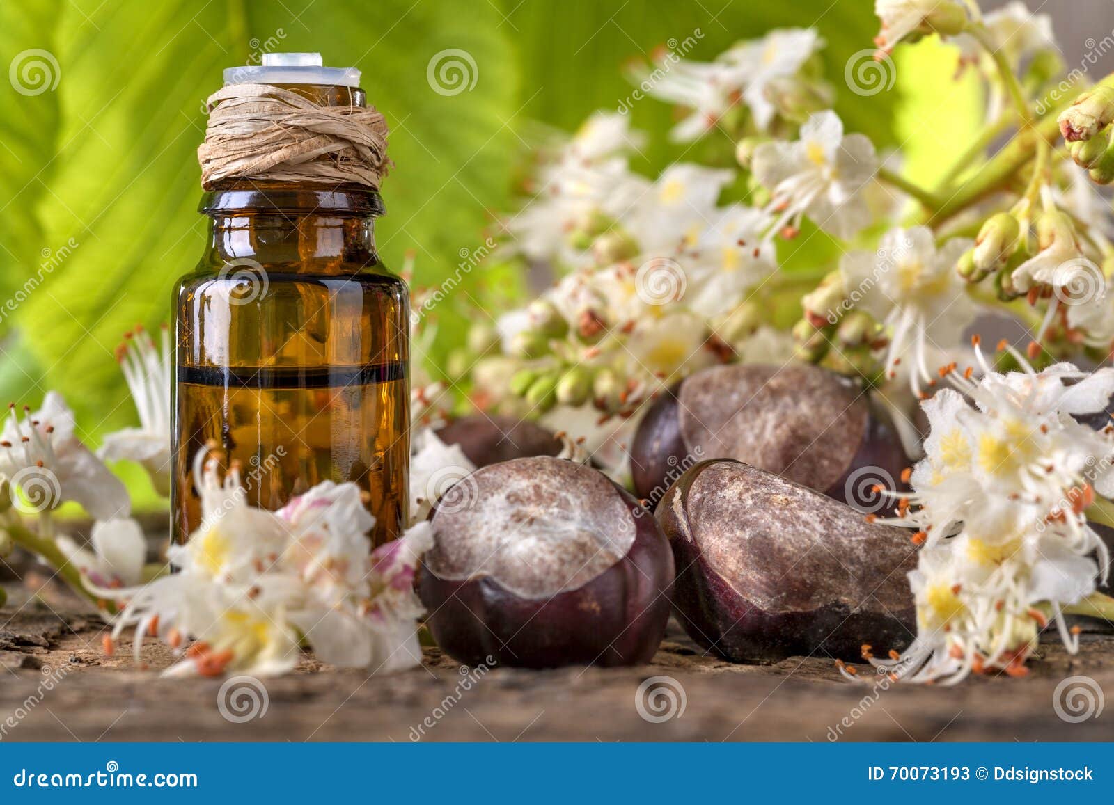 Chestnut essential oil stock image. Image of homeopathic - 70073193
