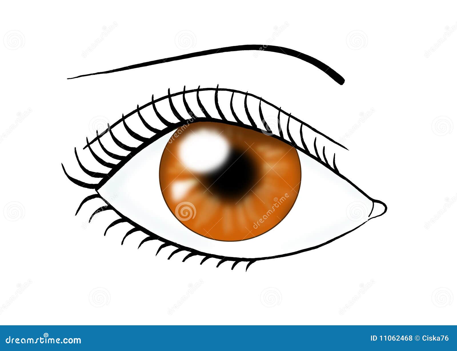 Chestnut eyes stock illustration. Illustration of pupil - 11062468