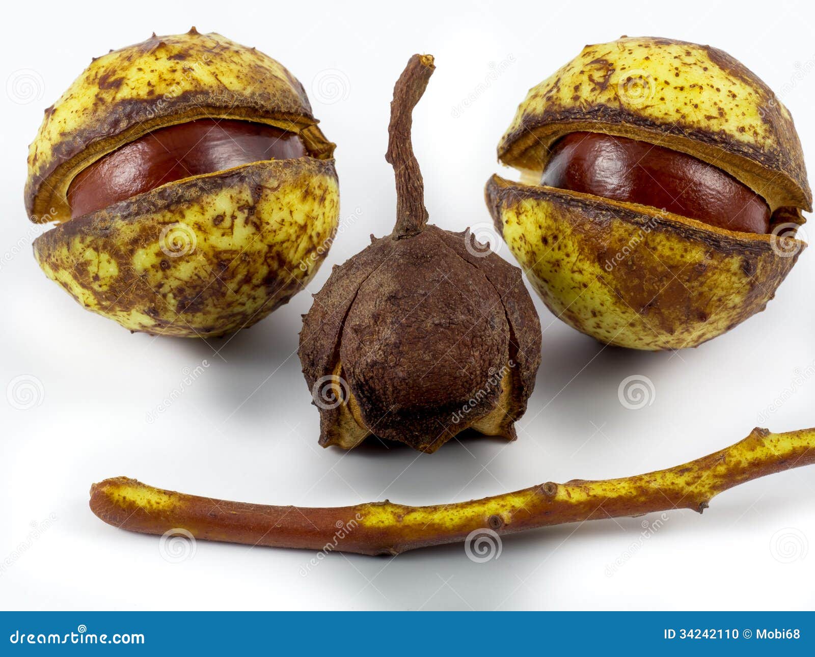 Chestnut face stock photo. Image of ripe, mouth, fruits - 34242110