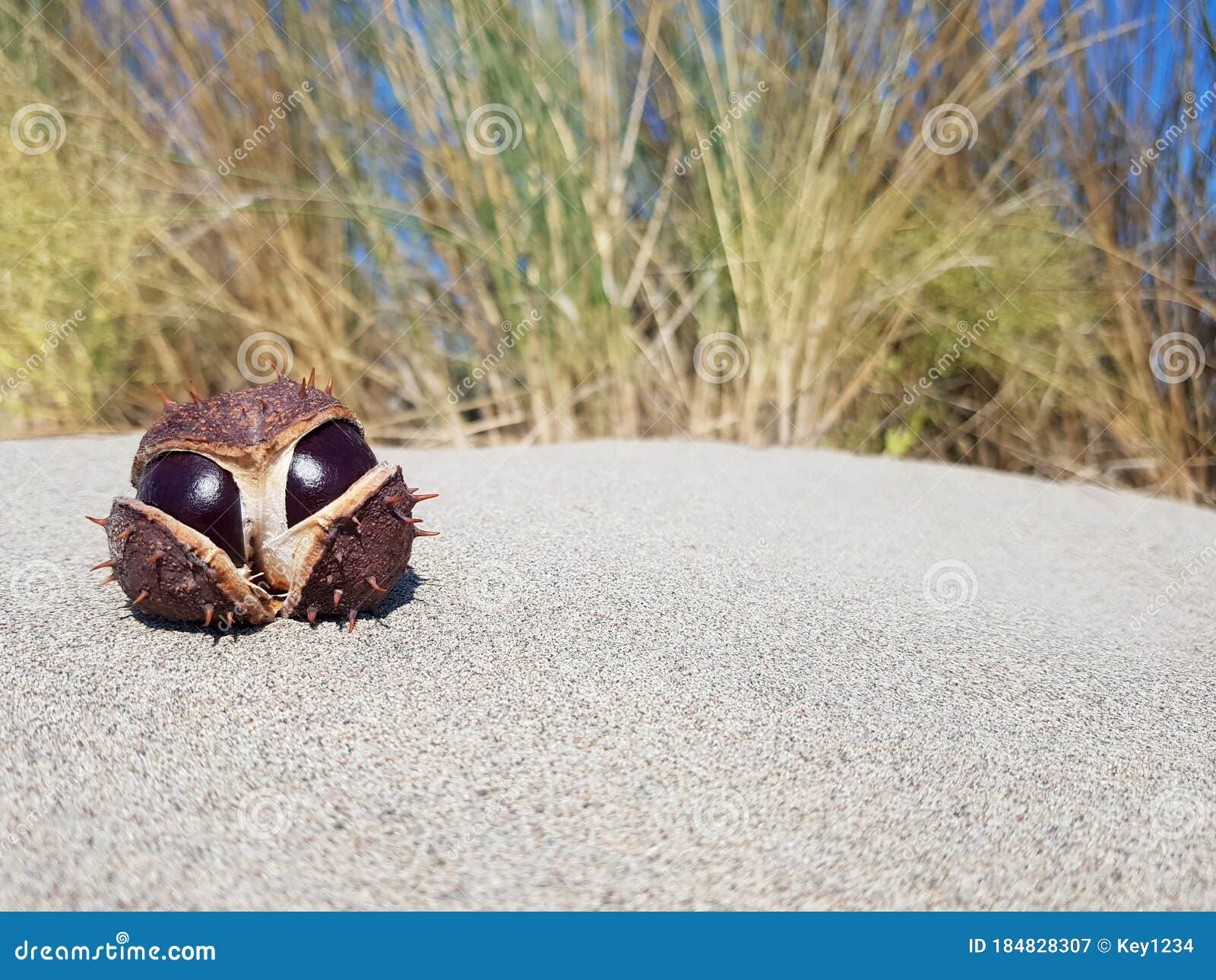 Funny and Scary Chestnut on the Nature Stock Image - Image of colorful ...