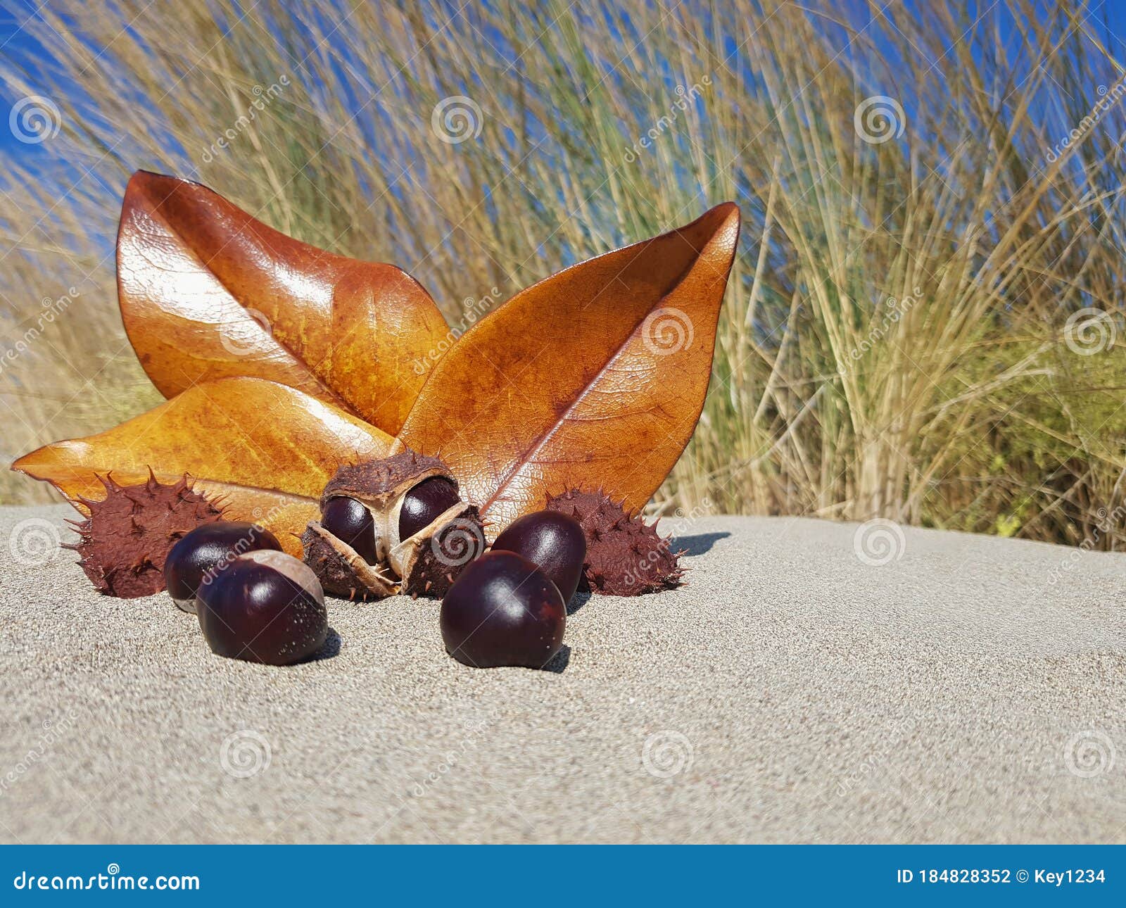 Funny and Scary Chestnut on the Nature Stock Photo - Image of prickly ...