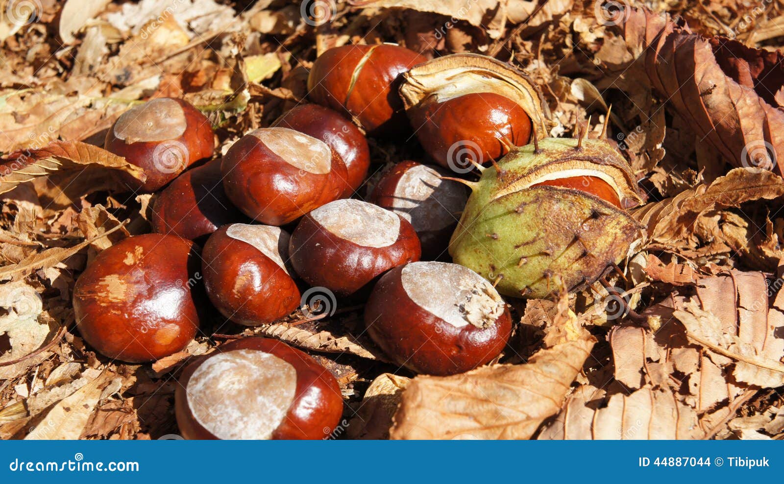 Chestnut and fall stock photo. Image of fall, dried, leaves - 44887044