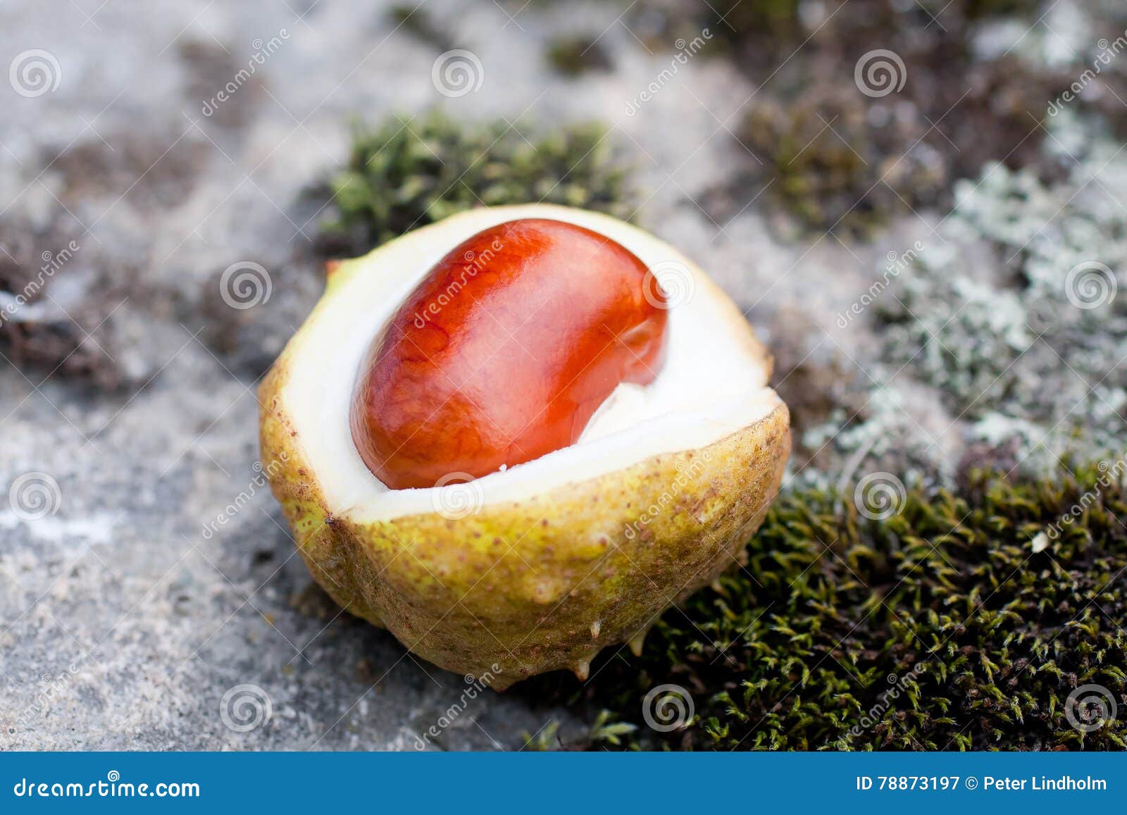 Chestnut stock image. Image of house, repreduce, capsule - 78873197