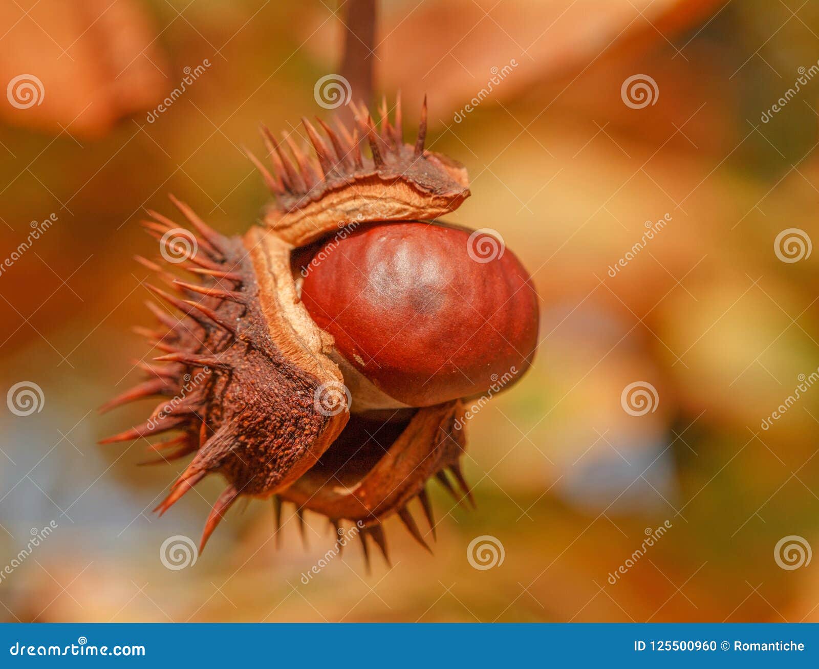 Chestnut almost Falling Down from Tree Stock Photo - Image of season ...