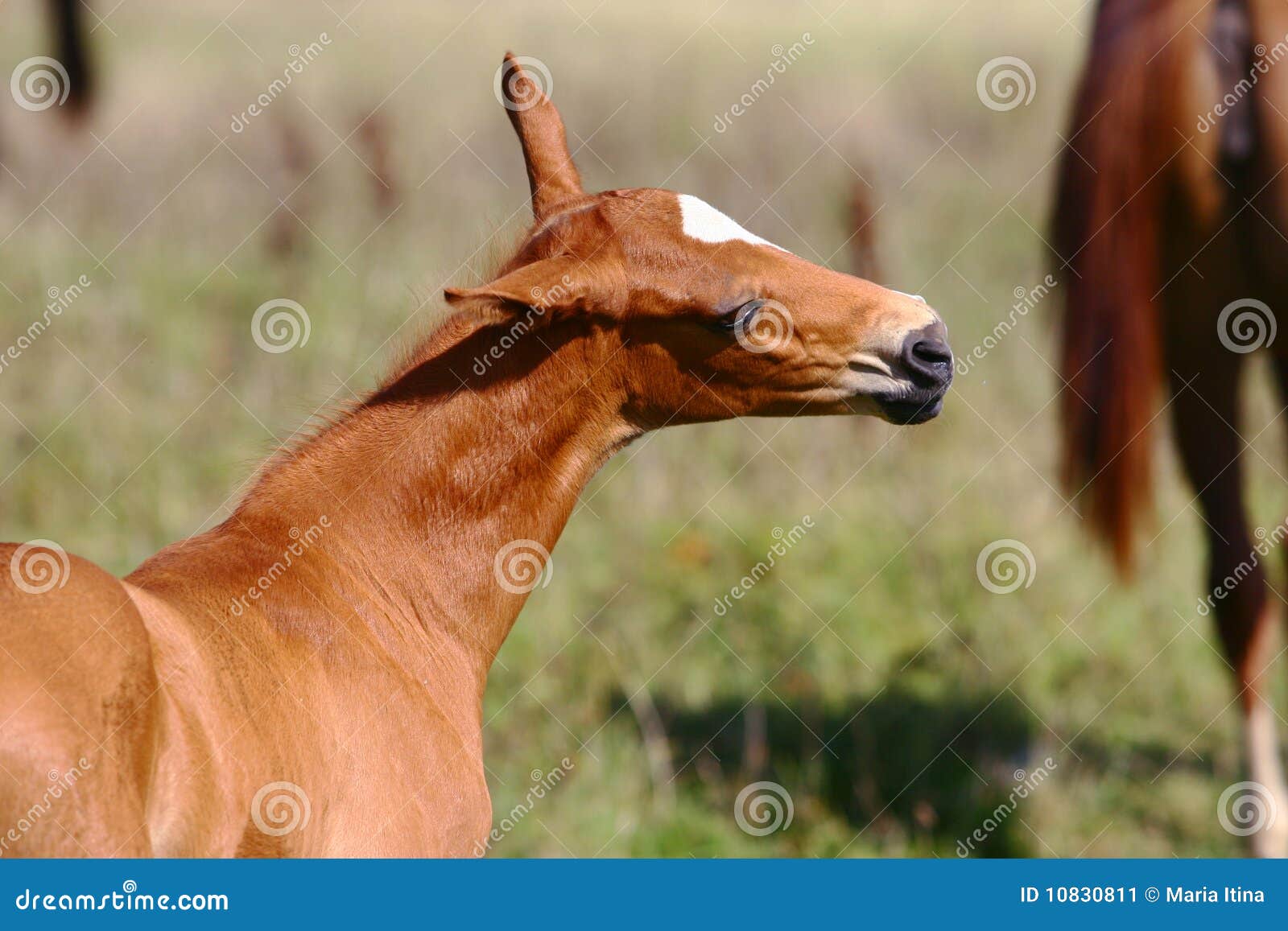 Chestnut filly on field stock image. Image of domestic - 10830811
