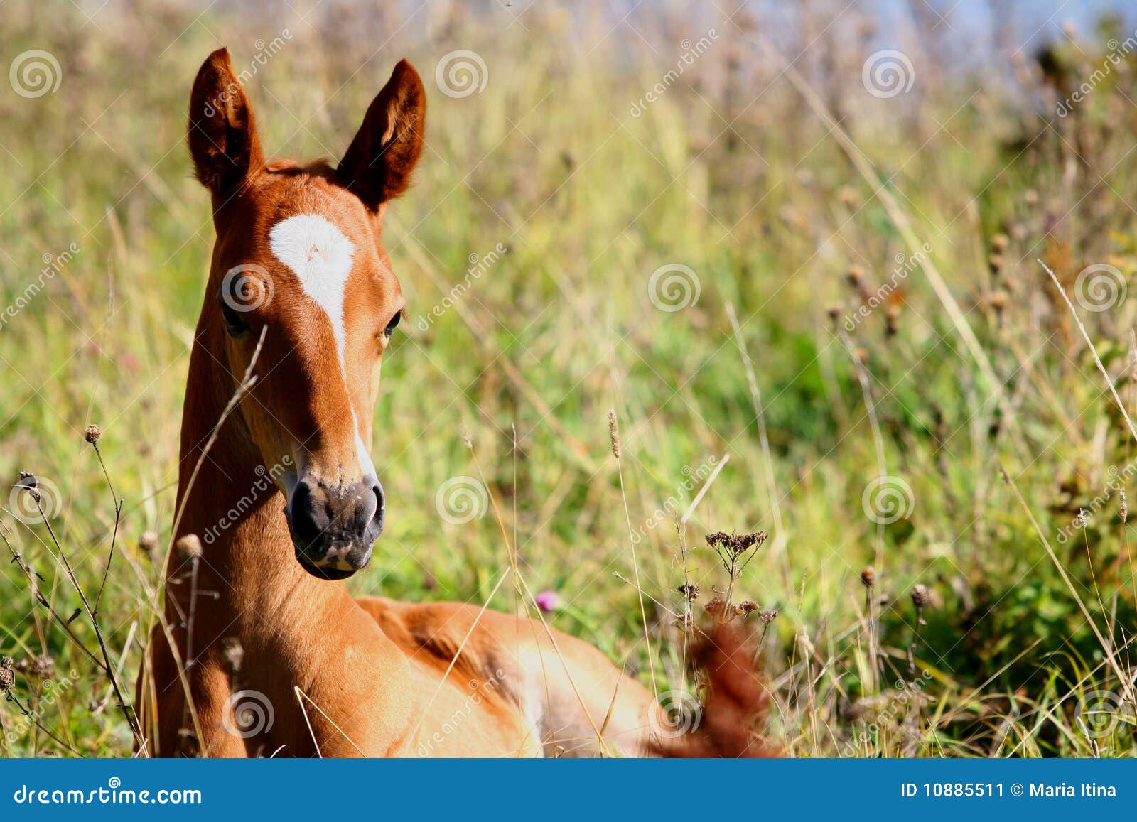 Chestnut filly on field stock image. Image of equus, freedom - 10885511