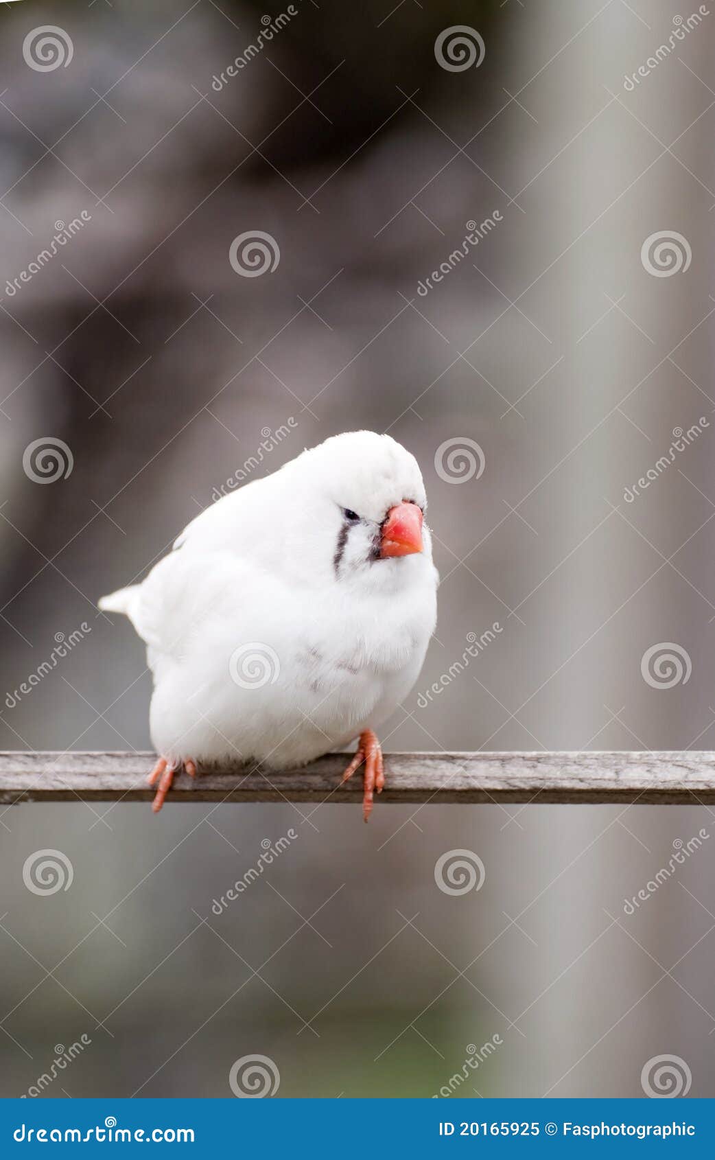 A Chestnut Flanked White Hen Zebra Finch Stock Image - Image of flanked ...