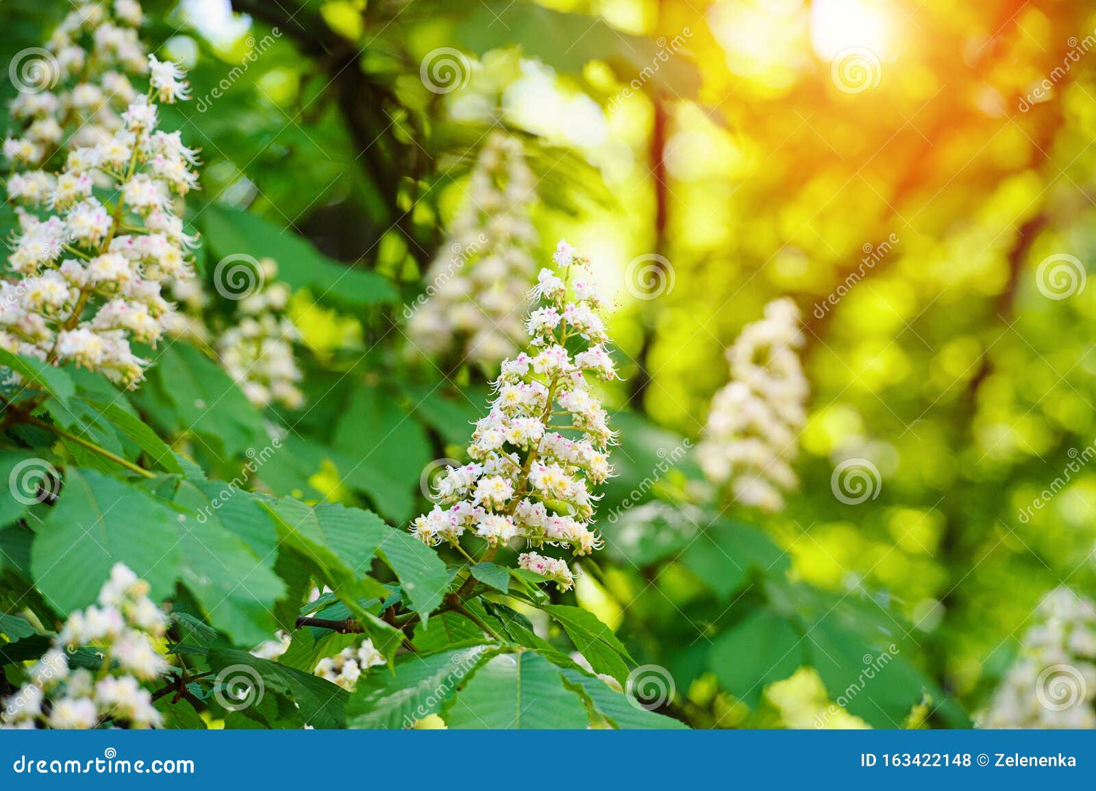 Chestnut flower stock photo. Image of freshness, garden - 163422148