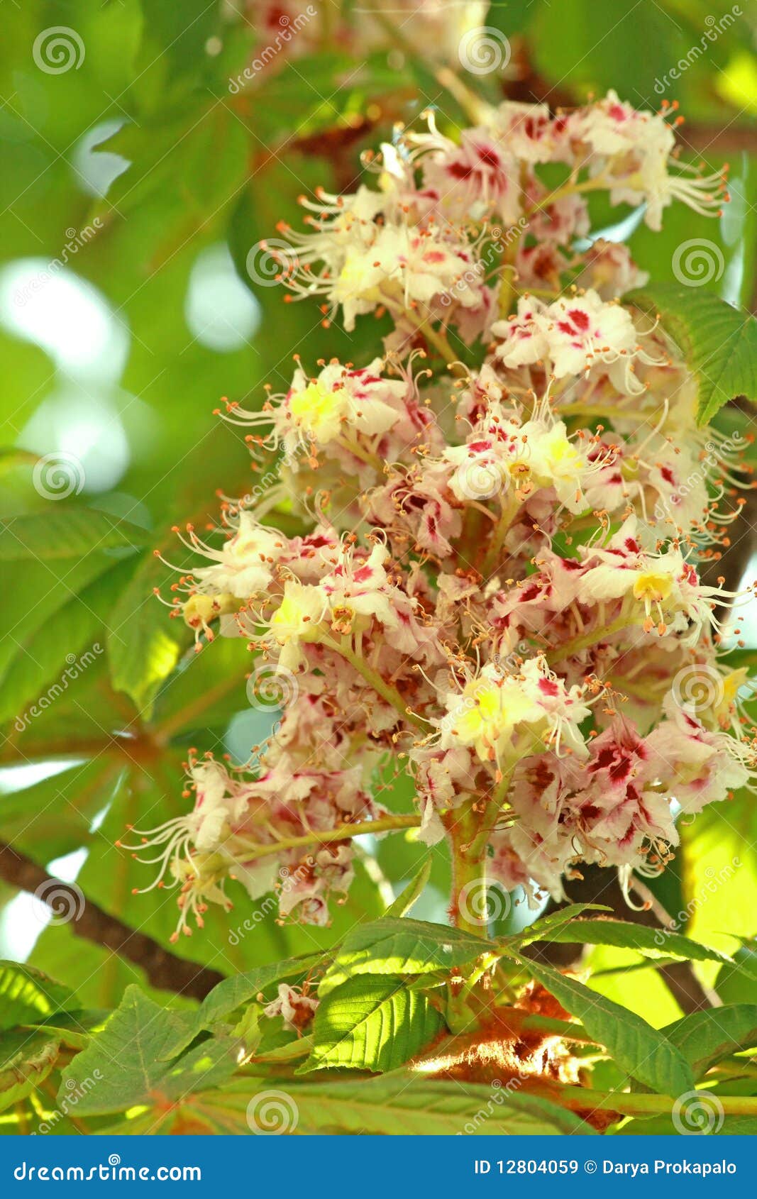 Chestnut flowers stock image. Image of hippocastanum - 12804059