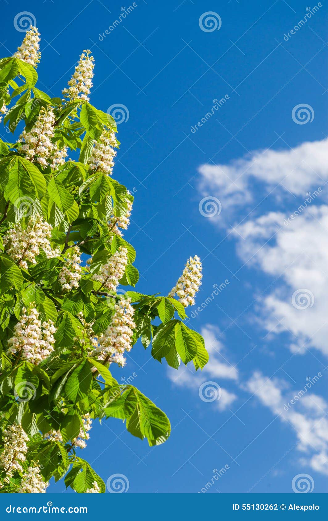 Chestnut Flowers Against Blue Sky Stock Photo - Image of beautiful ...