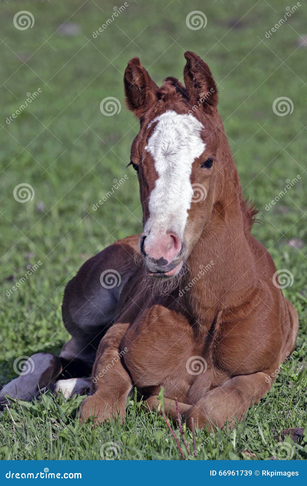 Chestnut Foal Resting in Grass Stock Image - Image of hoofed, meadow ...