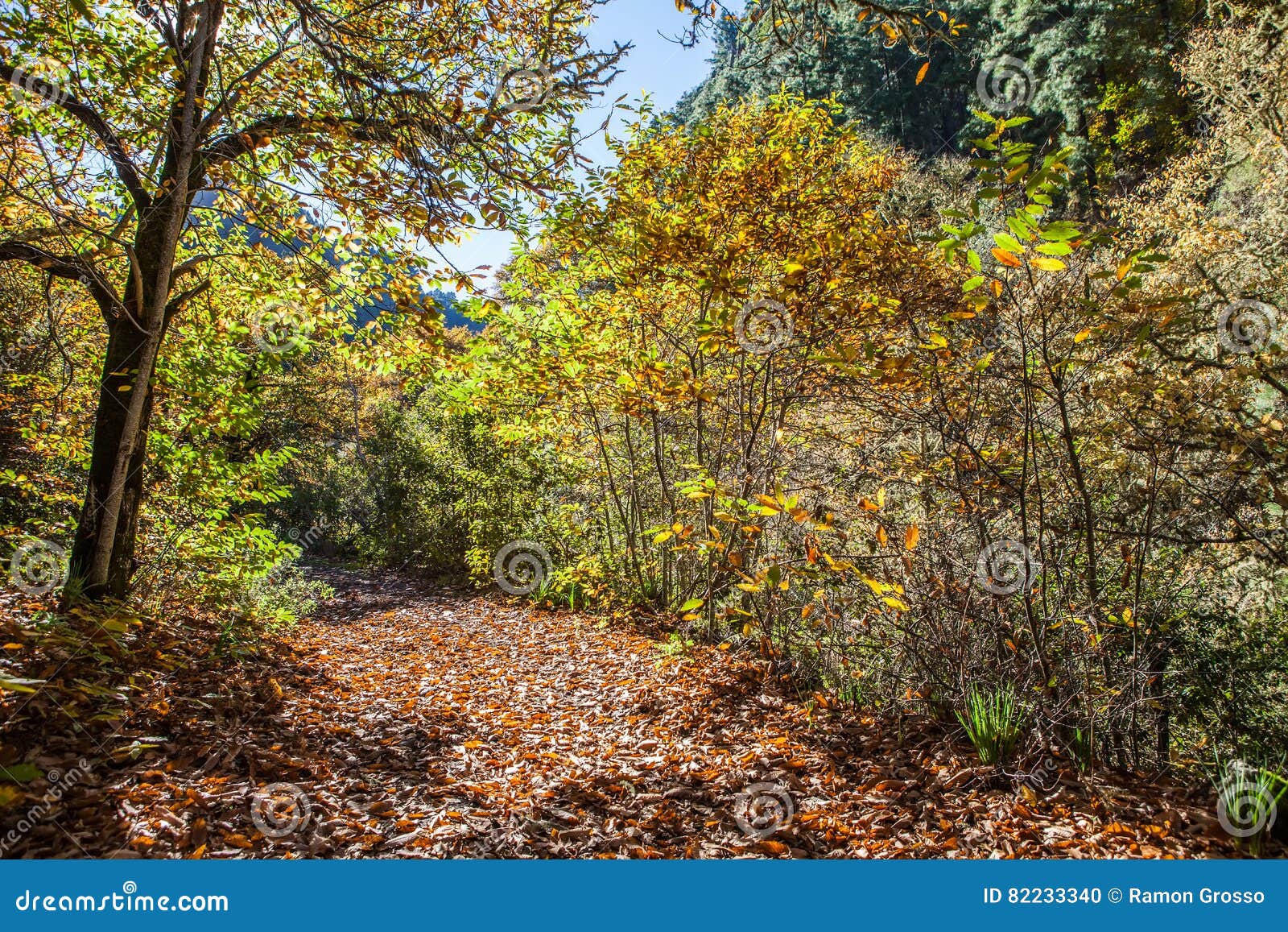 Chestnut forest and path stock photo. Image of season - 82233340