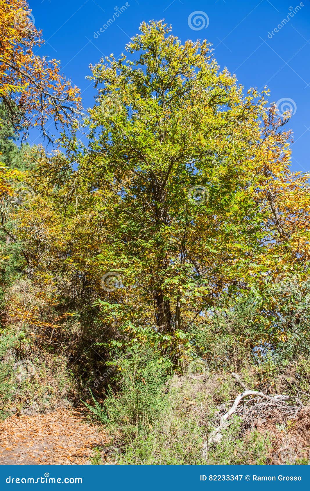 Chestnut forest and path stock image. Image of lush, country - 82233347