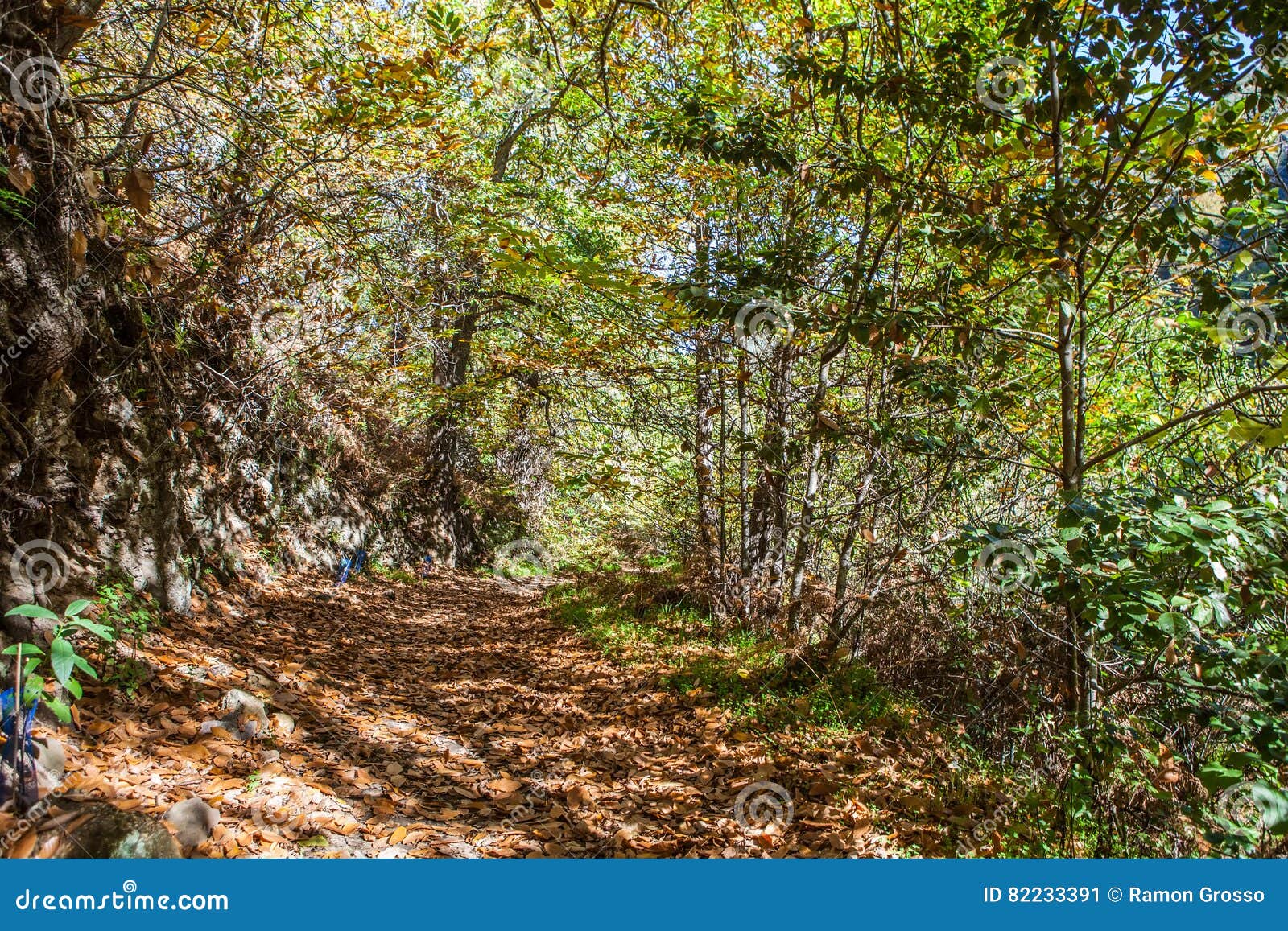 Chestnut forest and path stock image. Image of autumn - 82233391