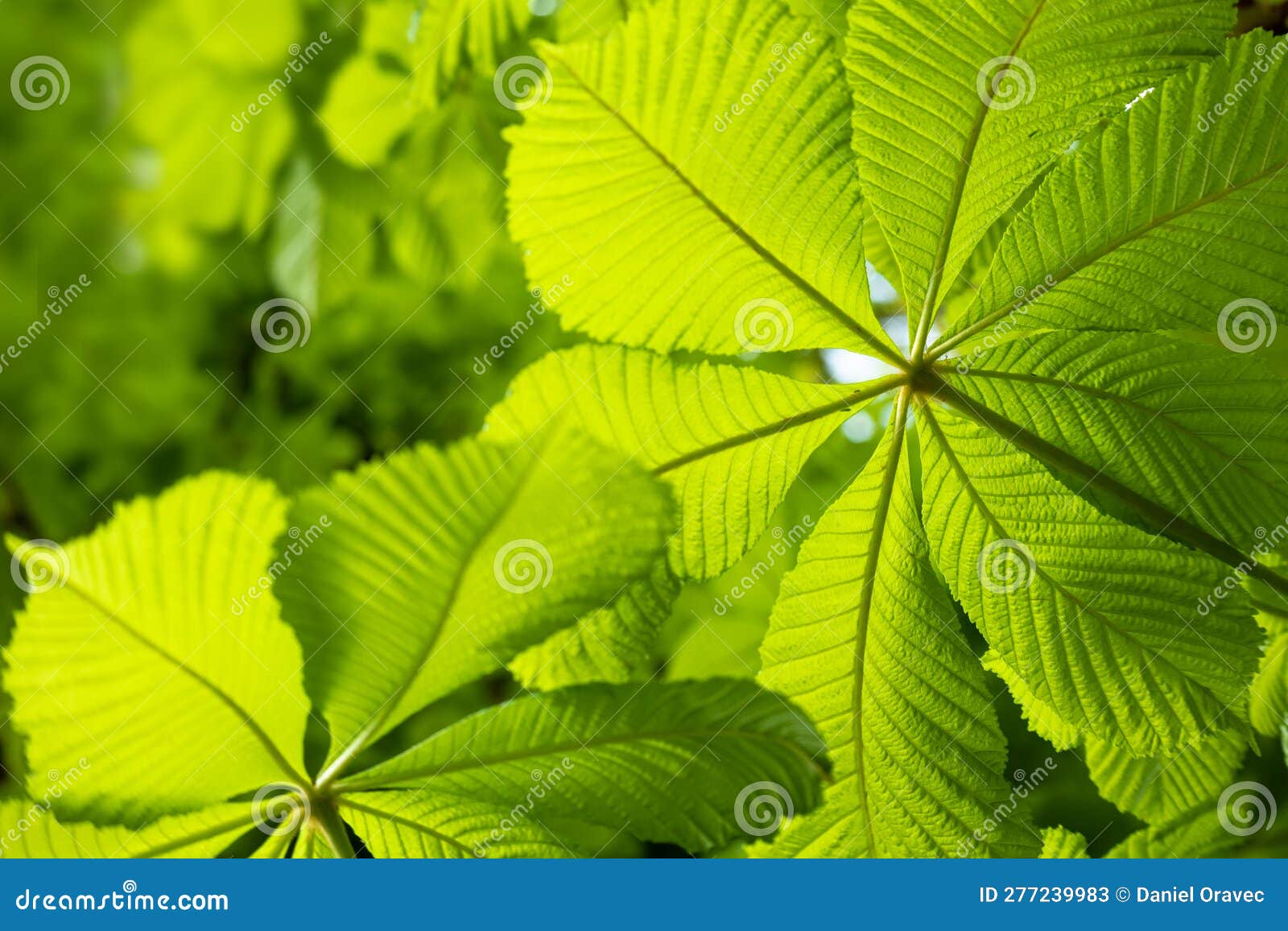 Chestnut Green Spring Leaves Background Stock Image - Image of lush ...