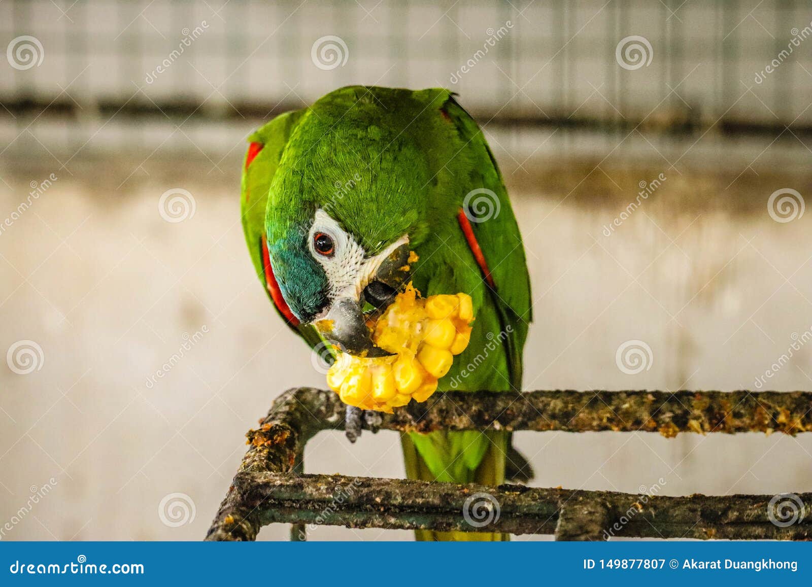 Chestnut Fronted Macaw is Eating Stock Image - Image of amazon, ecuador ...