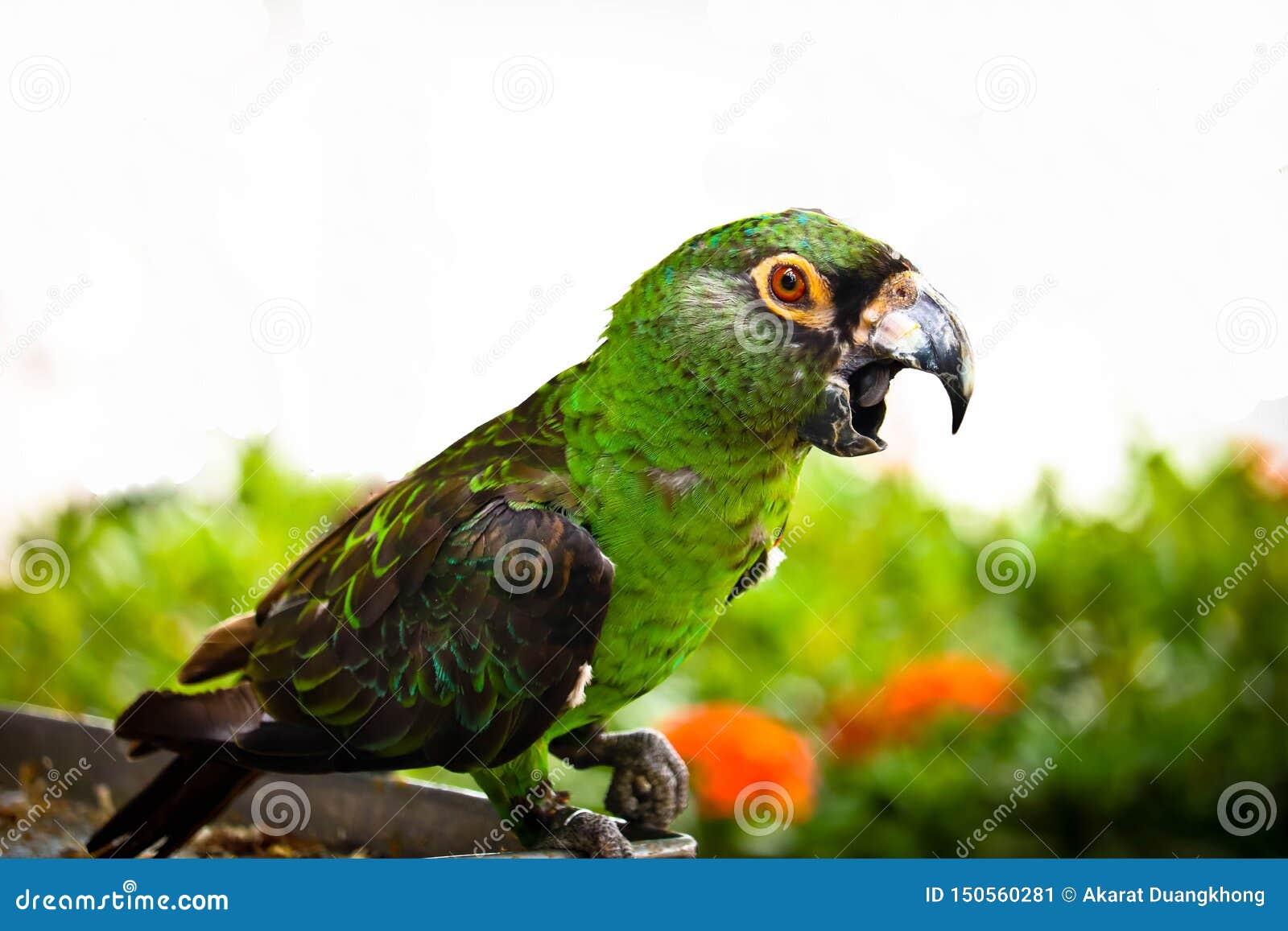 Chestnut fronted macaw stock image. Image of beak, feather - 150560281