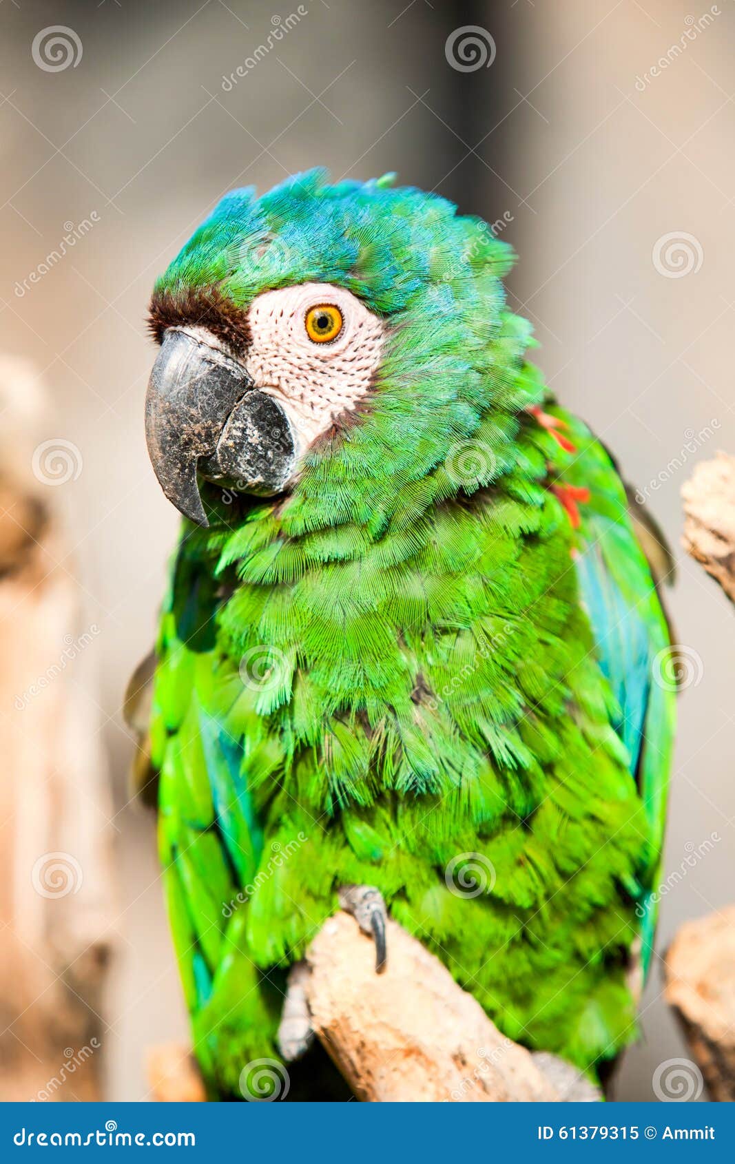 Chestnut Fronted Macaw stock image. Image of perch, pionus - 61379315