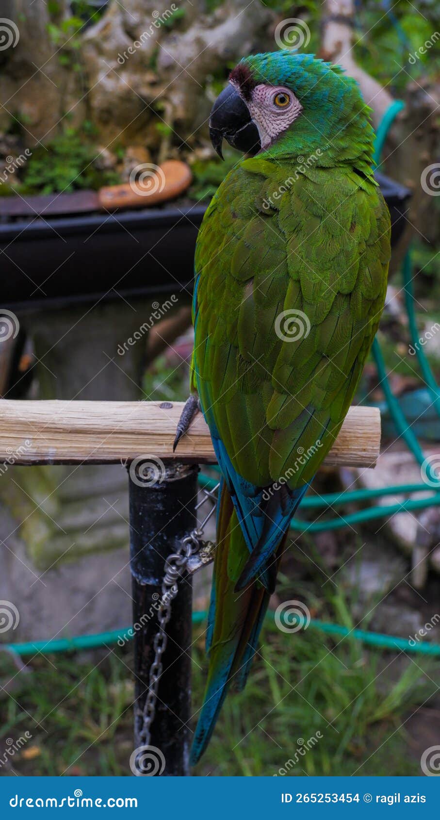 The Chestnut-fronted Macaw or Severe Macaw & X28;Ara Severus& X29; is ...