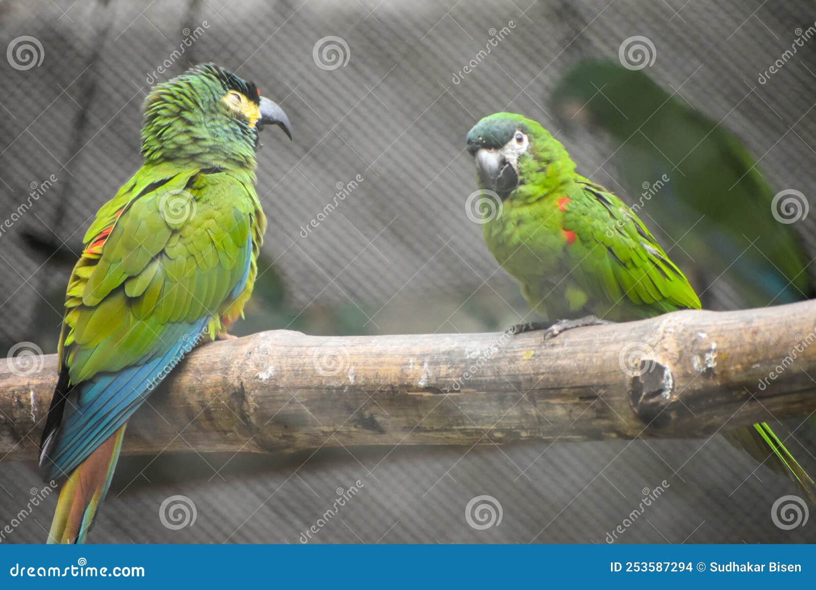 Chestnut-fronted Macaw (Ara Severus) Parrot Inside the Cage at Kolkata ...