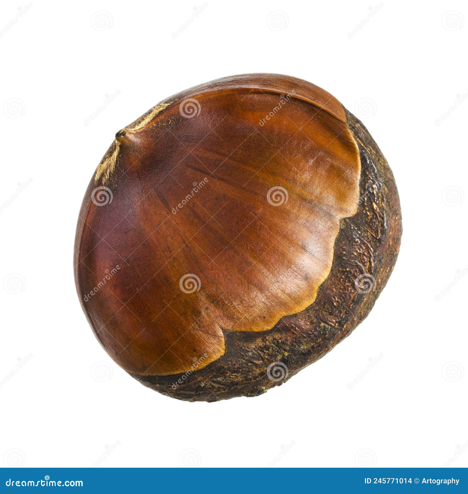 Chestnut fruit stock photo. Image of closeup, close - 245771014