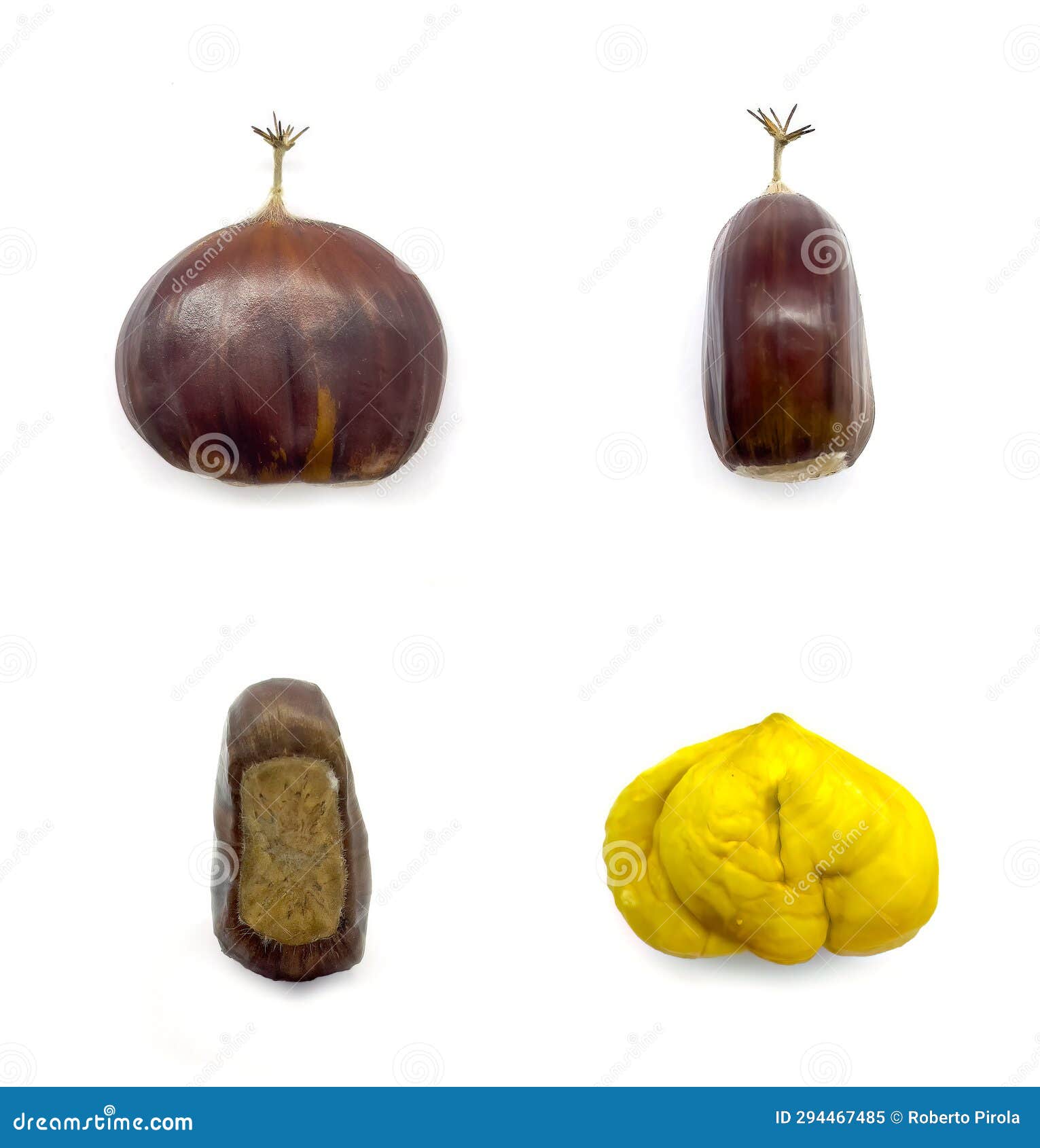 Chestnut Fruit Ripening On The Tree. Stock Image | CartoonDealer.com ...