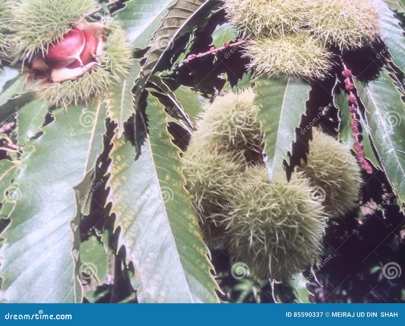 Chestnut fruit stock image. Image of chestnut, famous - 85590337