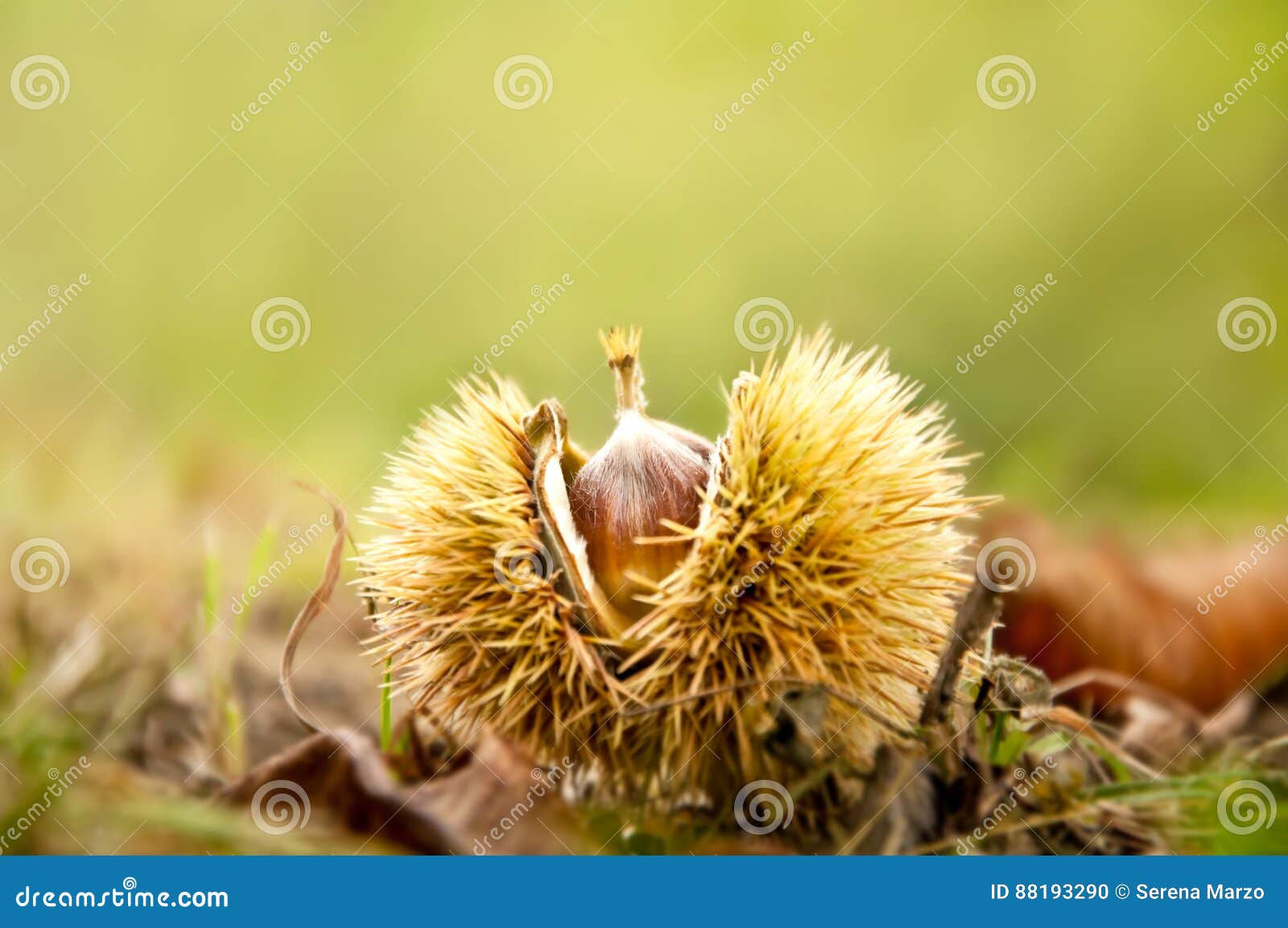 Chestnut Fruit on the Ground Stock Photo - Image of chestnuts, leaves ...