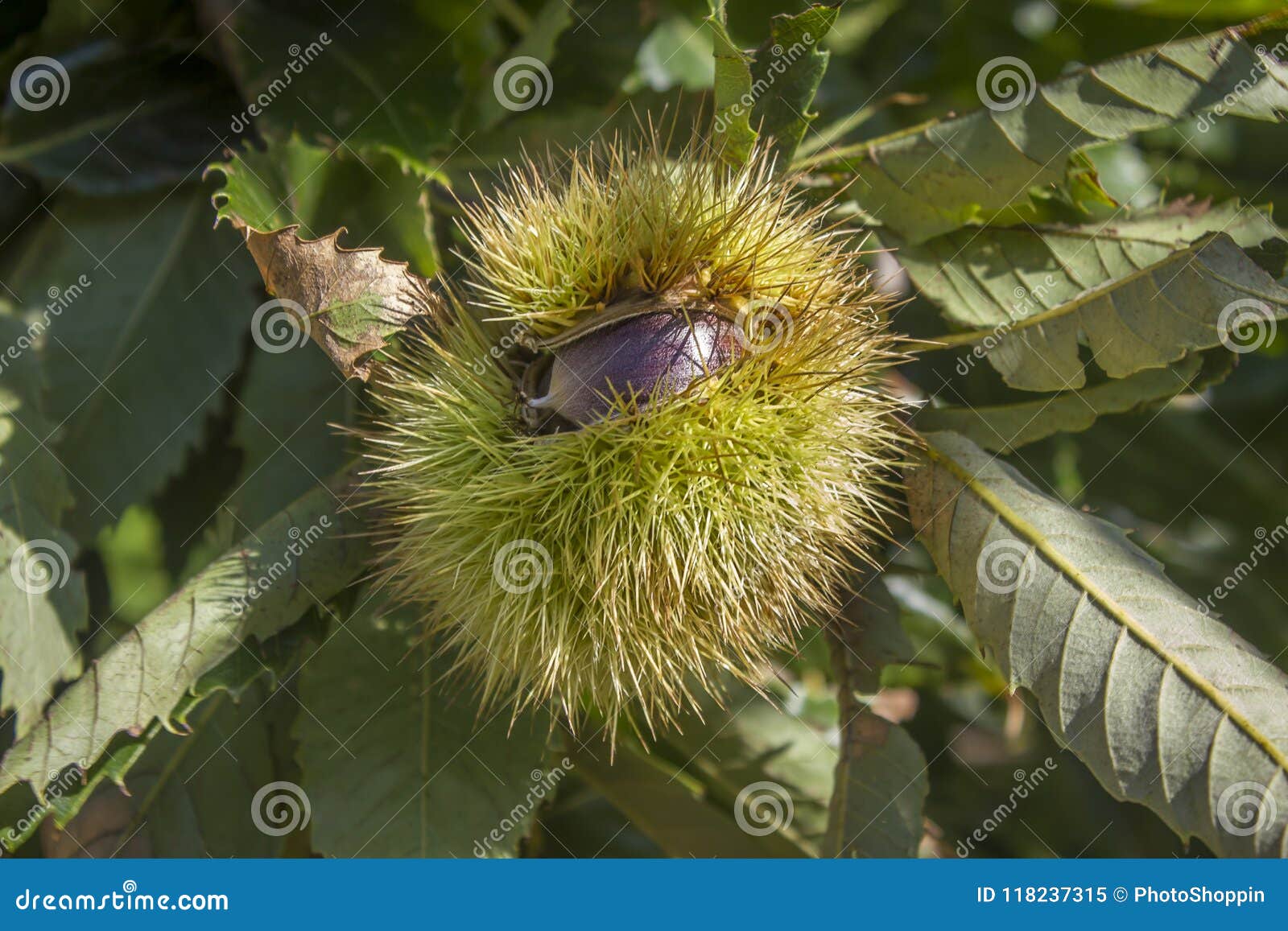 Chestnut fruit on the tree stock image. Image of fruit - 118237315