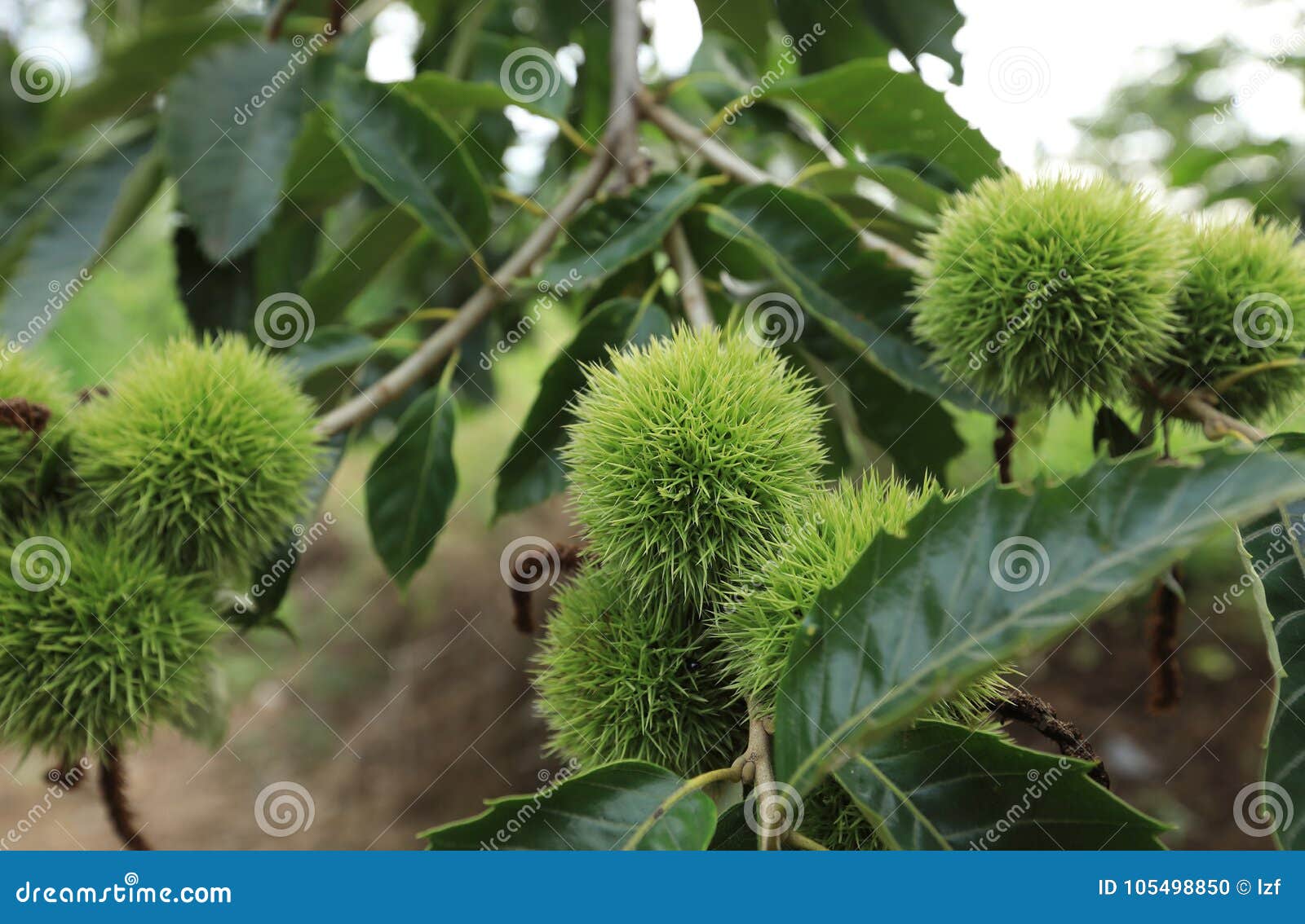 Chestnut fruits on tree stock photo. Image of spiny - 105498850
